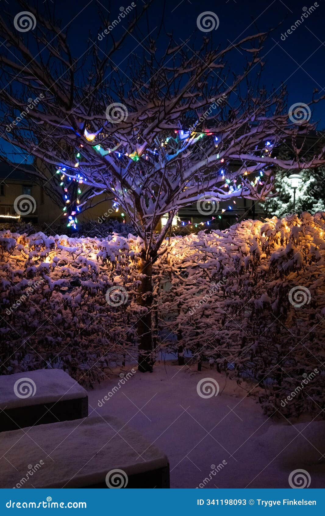 Christmas Lights in a Tree and a Hedge in a Garden.. Stock Image ...