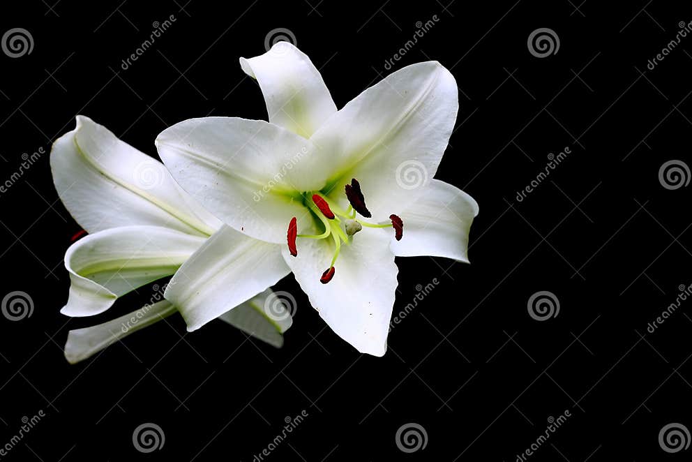 Christmas Lily stock photo. Image of pair, lilium, plant - 29475554