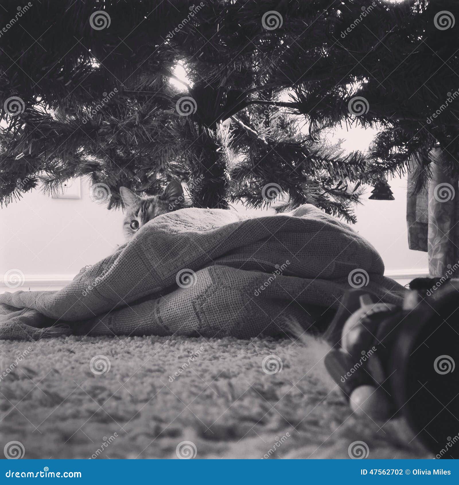 Christmas Mischief stock photo. Image of mischief, black - 47562702