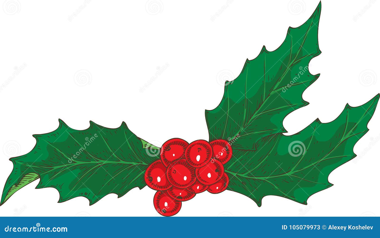 Christmas Mistletoe with Red Berries Stock Illustration - Illustration ...