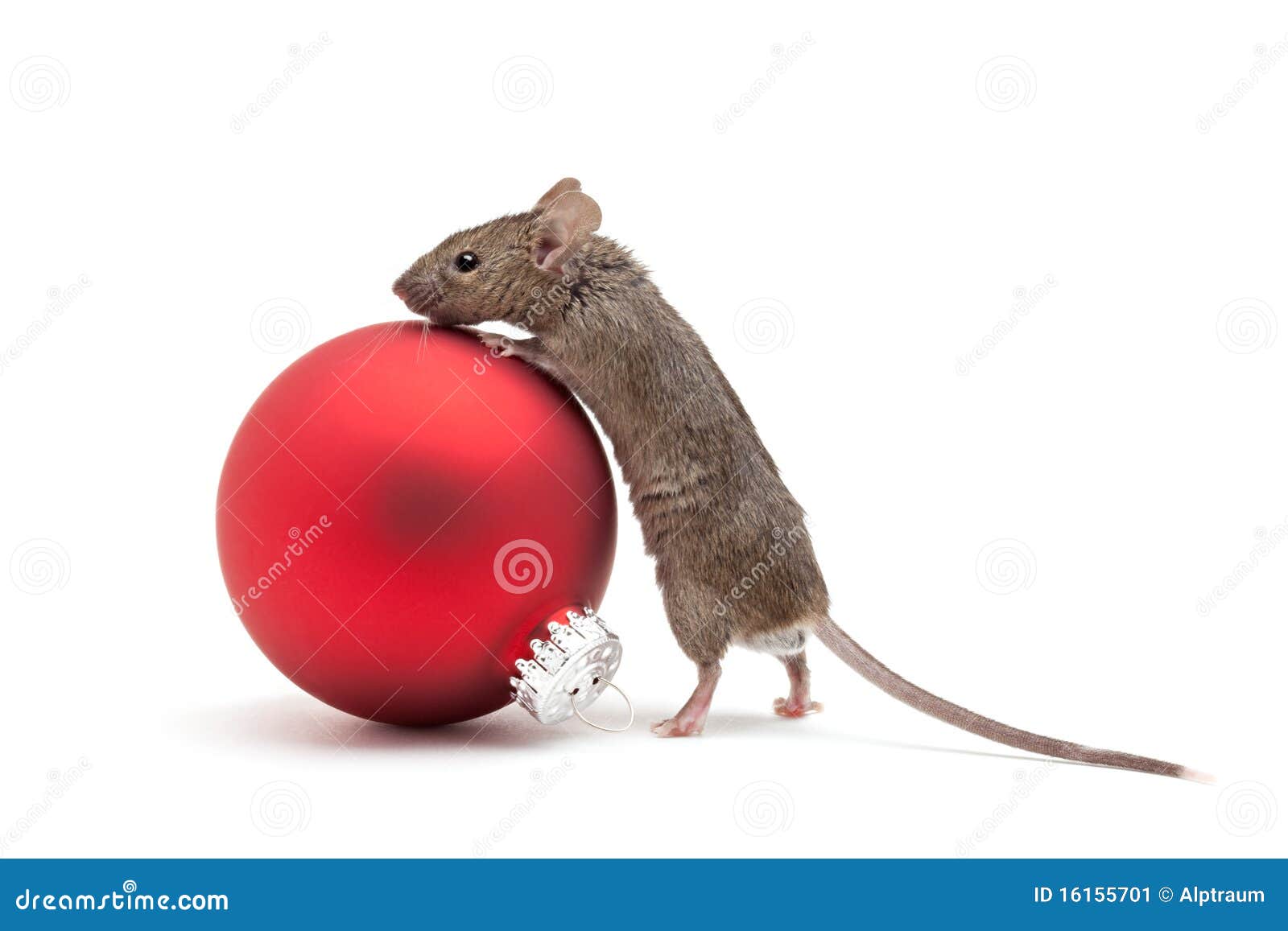 Christmas Mouse and Bauble Isolated Stock Image - Image of mouse, xmas ...