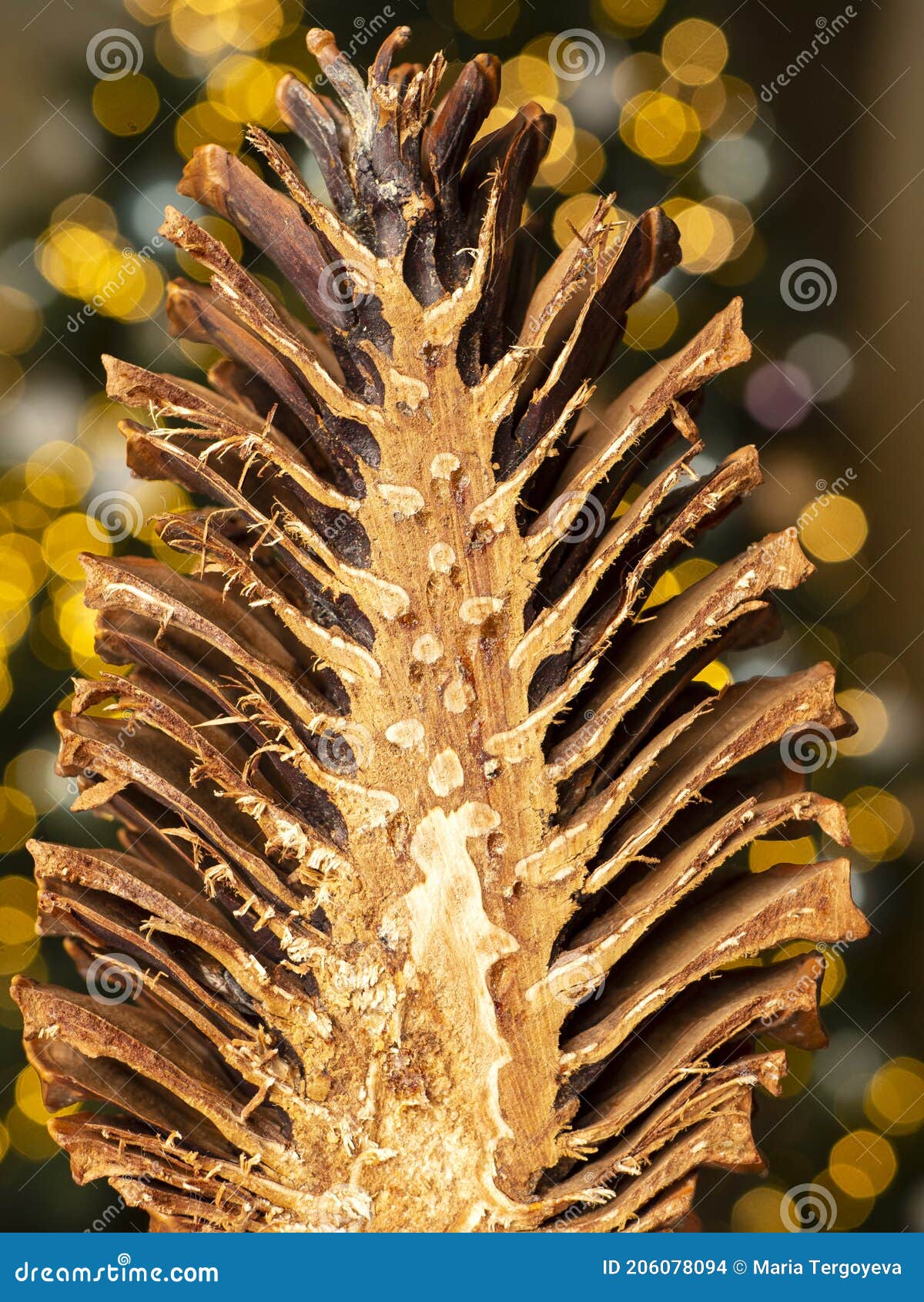 Christmas pine cone stock photo. Image of green, line - 206078094