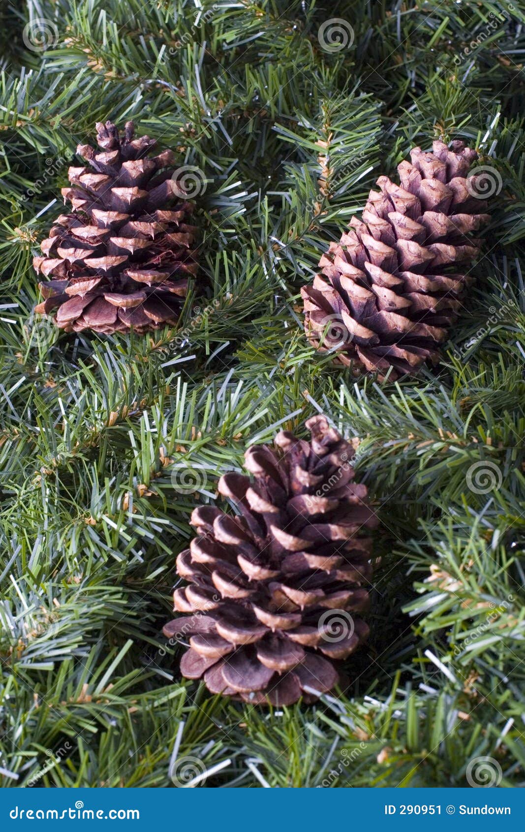 Christmas Pine Cones 2 stock image. Image of bough, spruce - 290951
