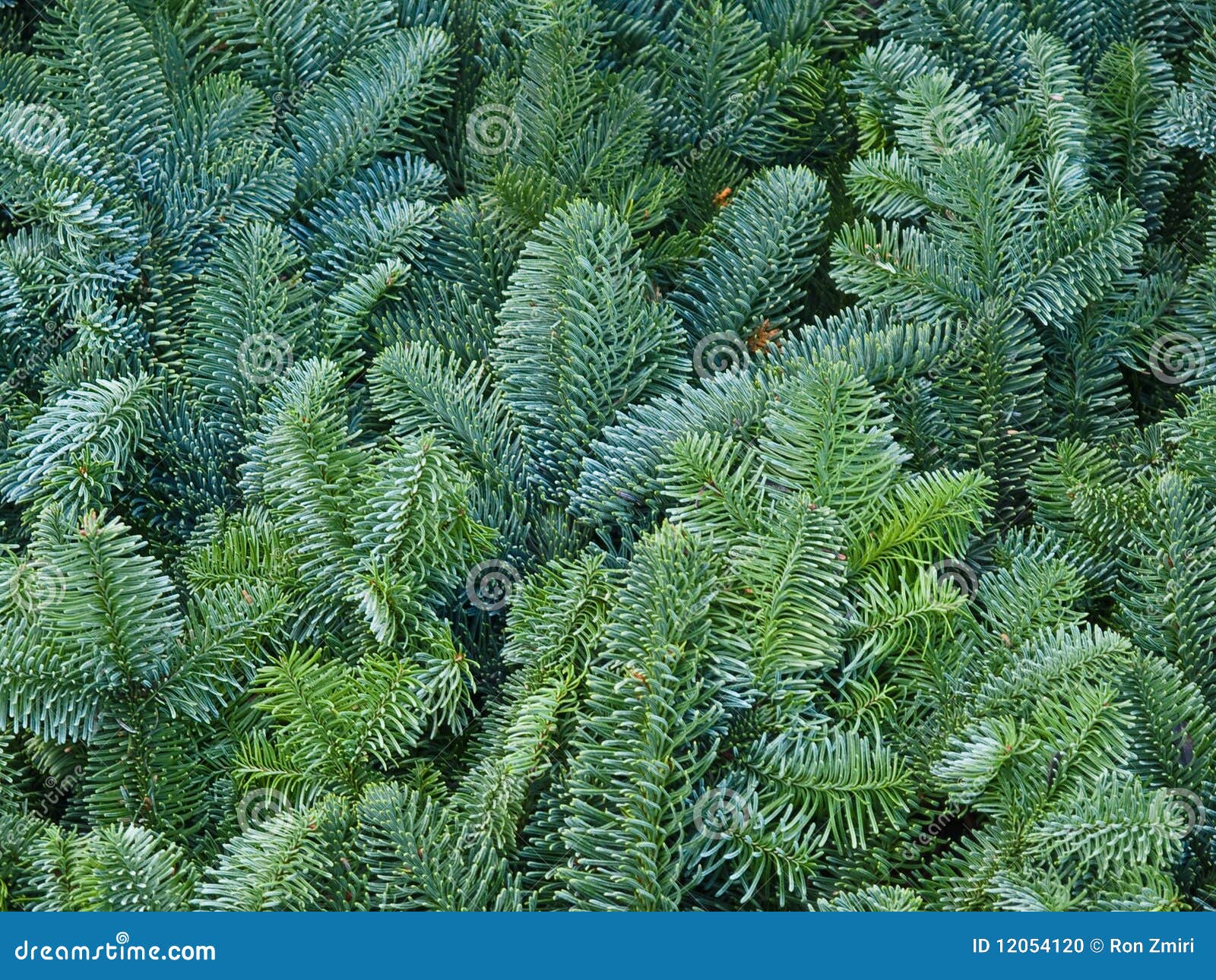 Christmas Pine Fir Tree Branches Stock Photo - Image of spruce, needle ...