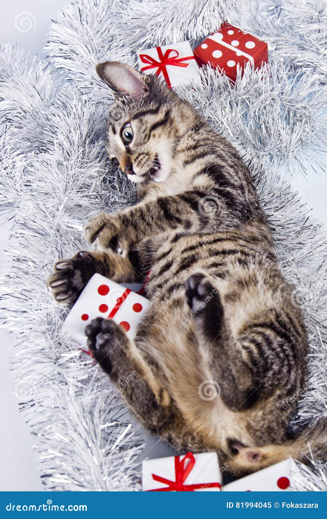 Christmas playing cat stock image. Image of present, kindness - 81994045