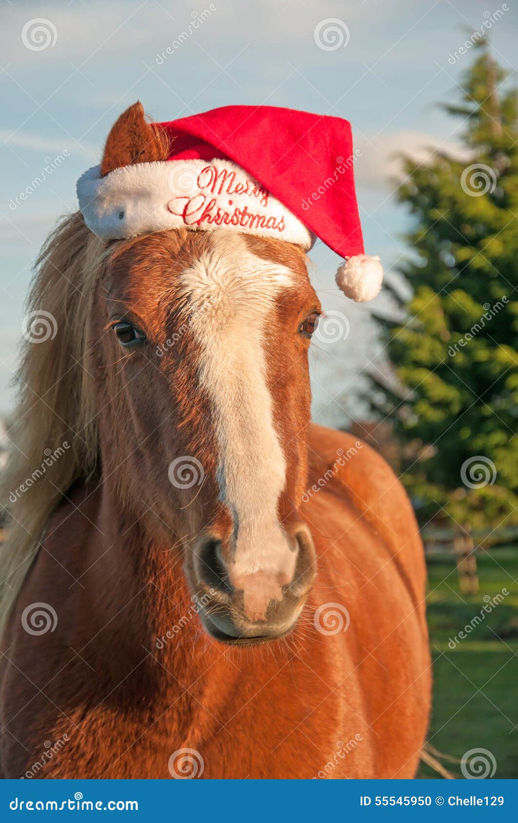 Christmas Pony stock photo. Image of humor, happy, portrait - 55545950