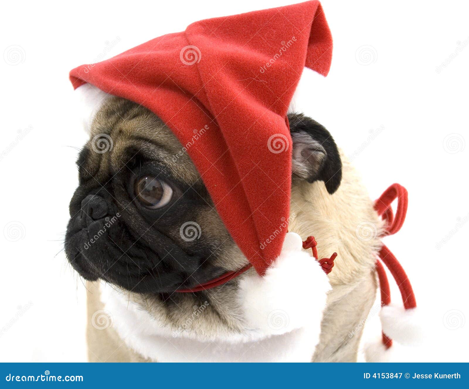 Christmas Pug stock image. Image of background, cute, santa - 4153847