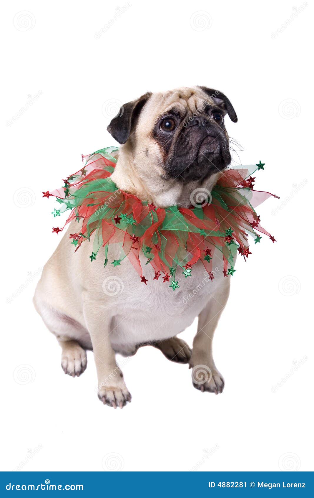 Christmas Pug stock image. Image of holiday, breed, hair - 4882281