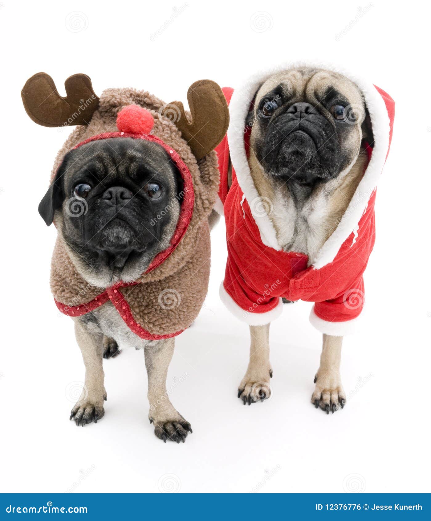 Christmas Pugs stock photo. Image of expressive, costume - 12376776
