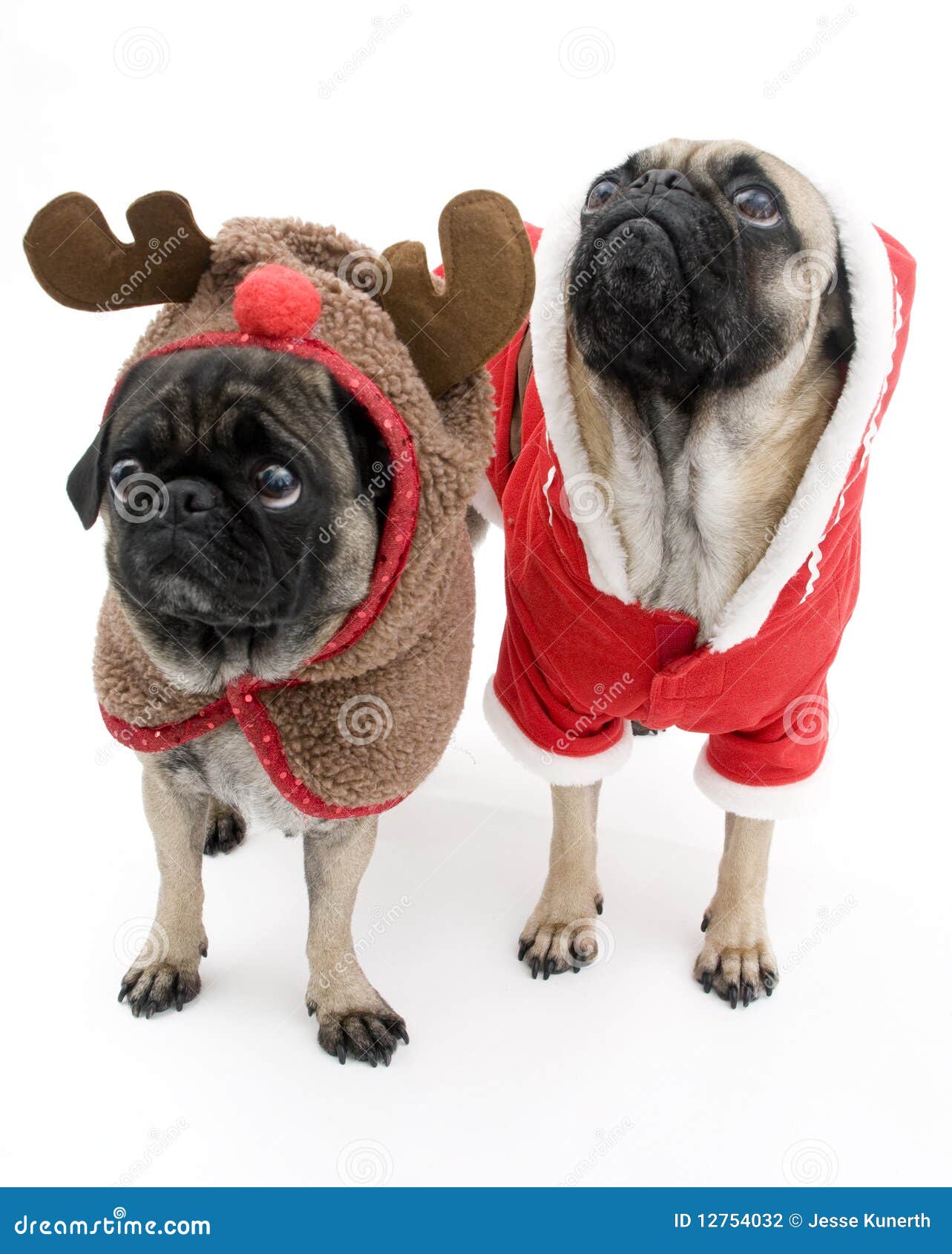 Christmas Pugs stock photo. Image of isolated, reindeer - 12754032