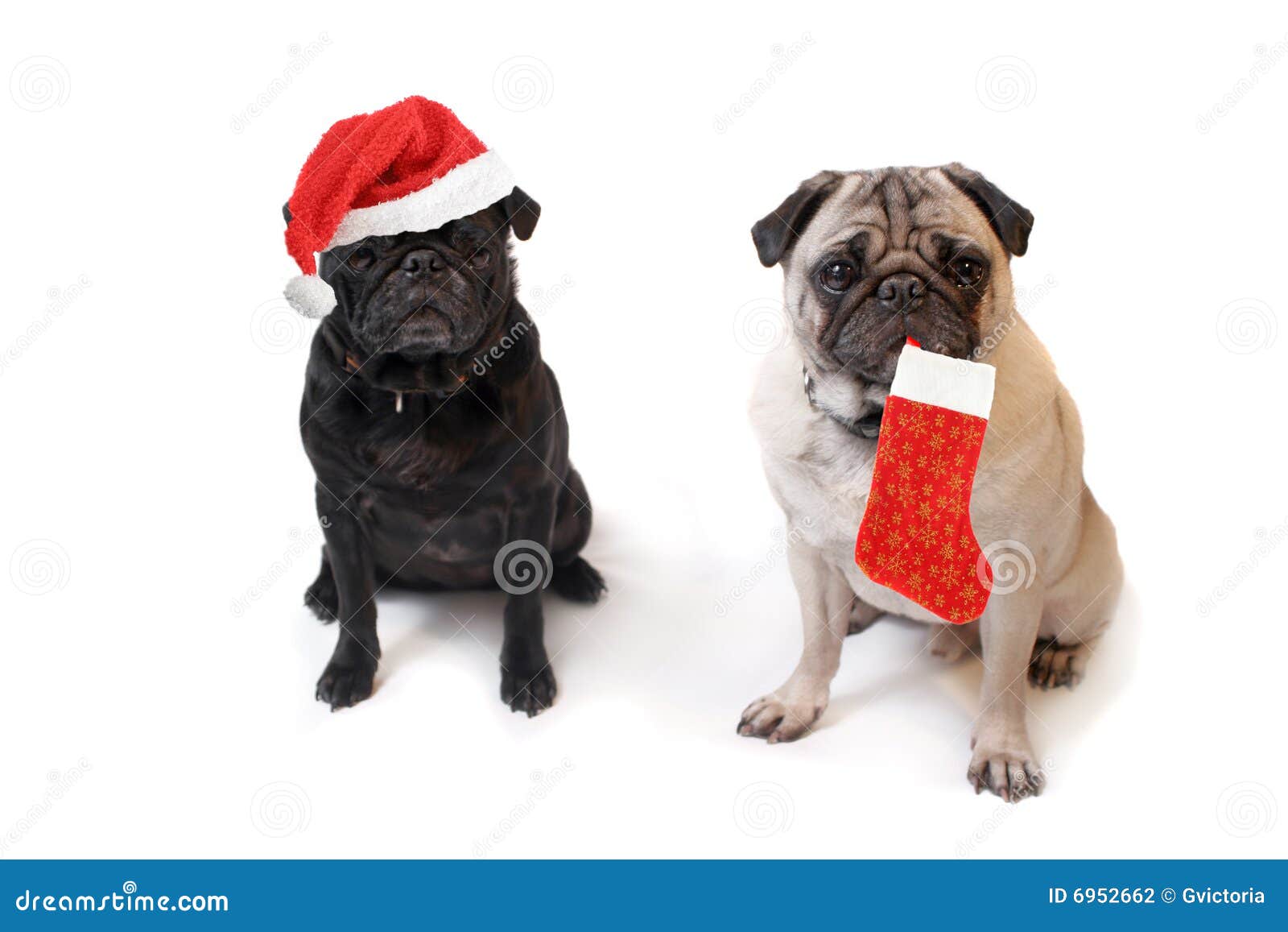 Christmas Pugs stock photo. Image of booty, christmas - 6952662