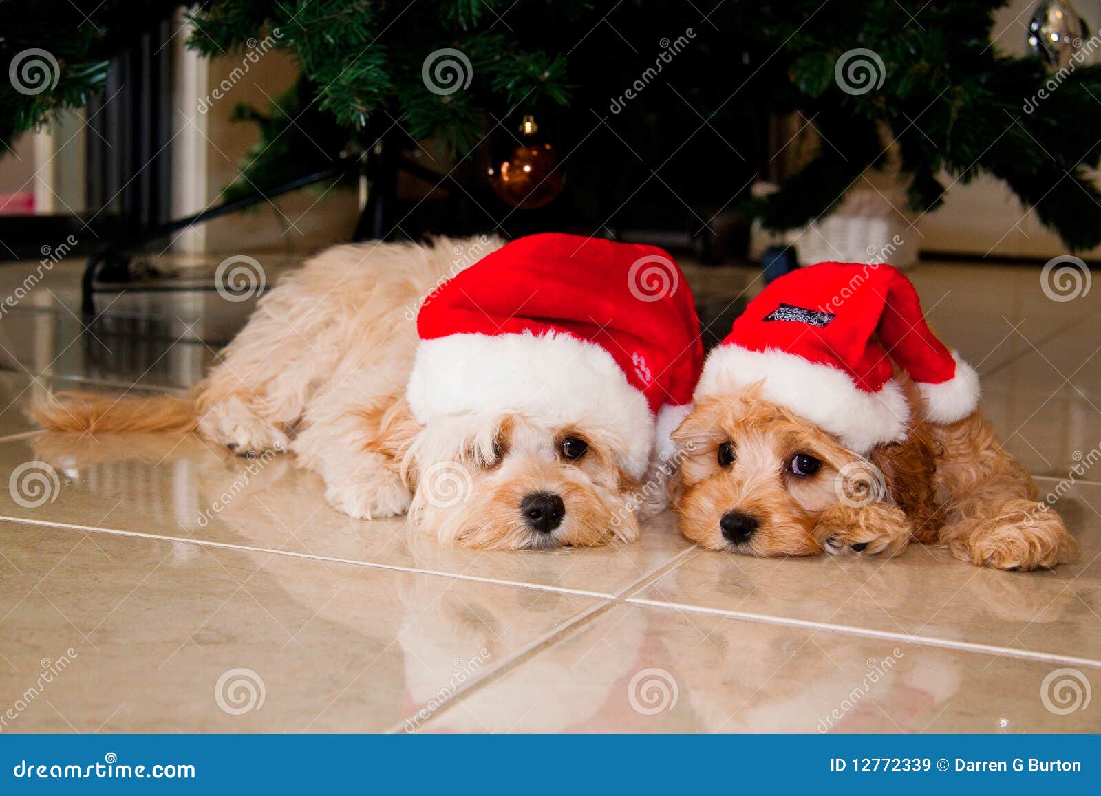 Christmas Puppies stock image. Image of adorable, hats - 12772339