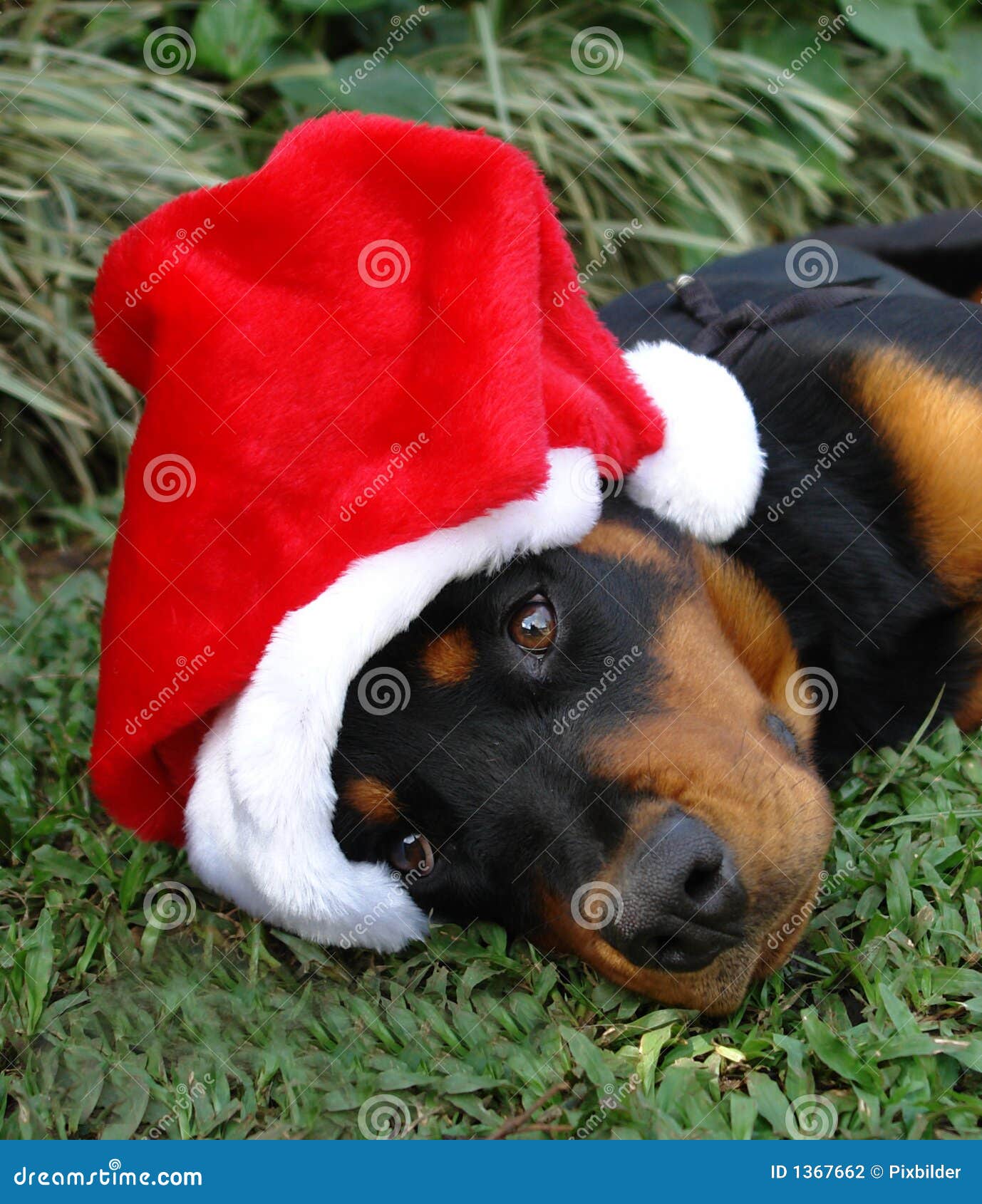 Christmas puppy stock photo. Image of lying, little, stare - 1367662