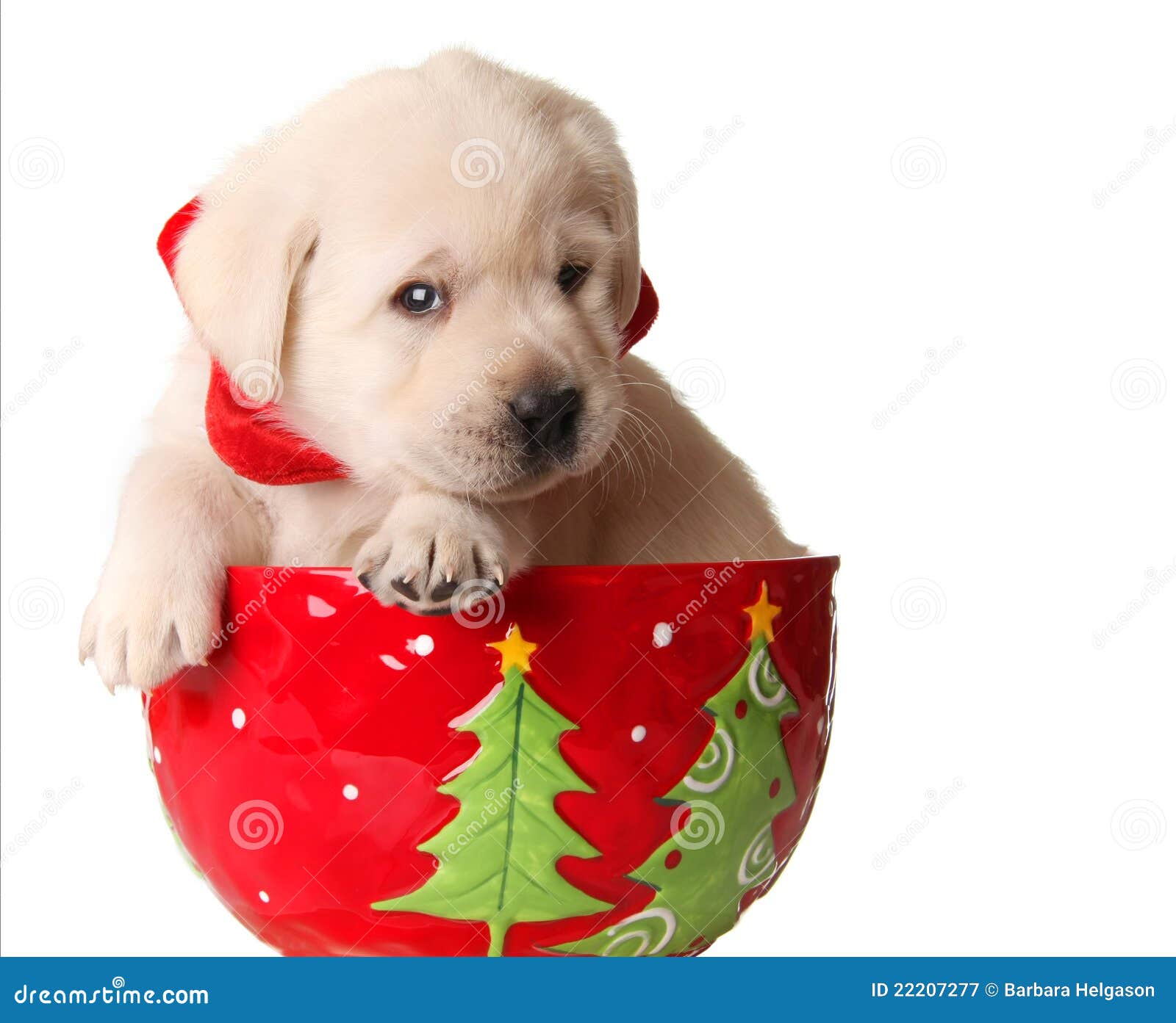Christmas puppy stock image. Image of tree, christmas - 22207277