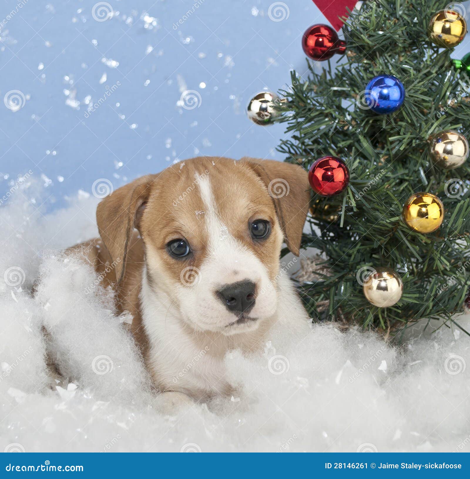 Christmas Puppy stock image. Image of breed, puppy, animal - 28146261