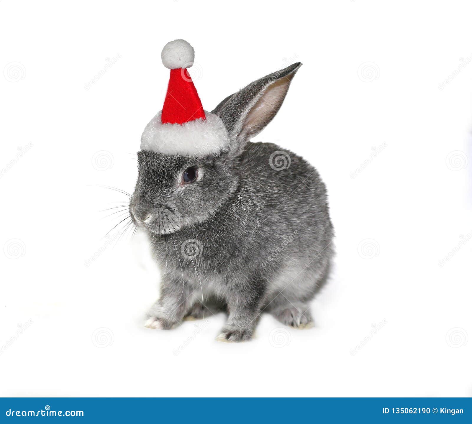 Christmas Rabbit in the Hat of Santa Claus Stock Photo - Image of snow ...