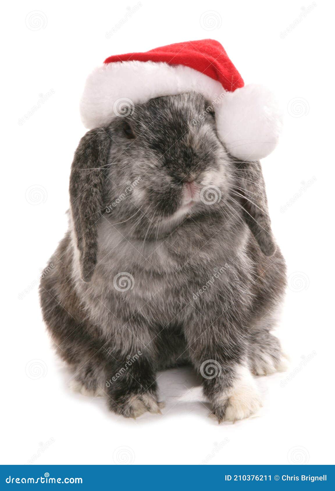 Rabbit Wearing a Christmas Hat Stock Image - Image of wearing, dressed ...