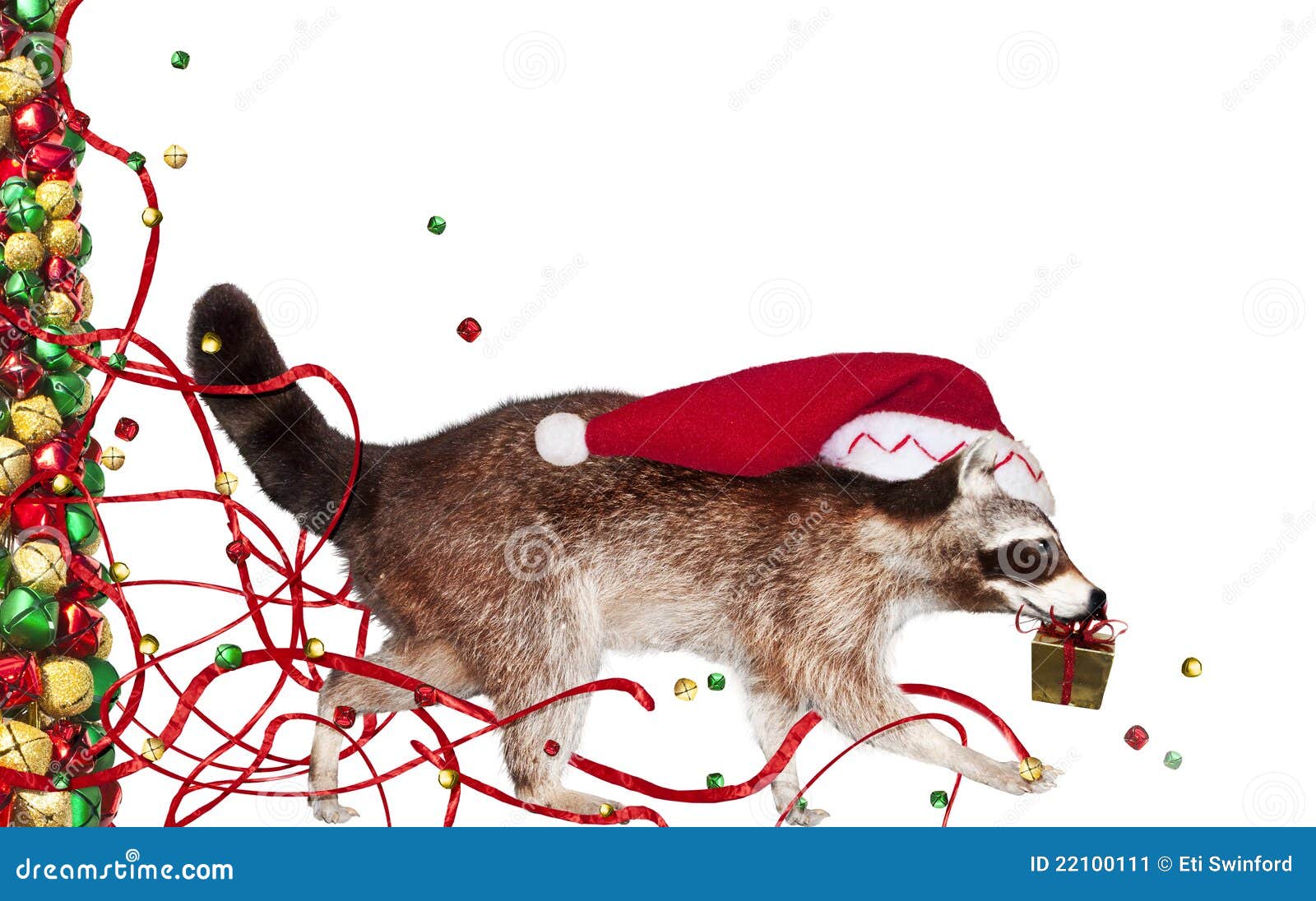 Christmas raccoon stock image. Image of santa, curious - 22100111