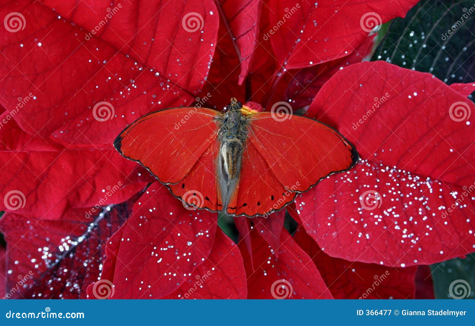 Christmas Red stock image. Image of butterfly, plant, botanical - 366477