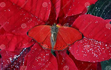 Christmas Red stock image. Image of butterfly, plant, botanical - 366477