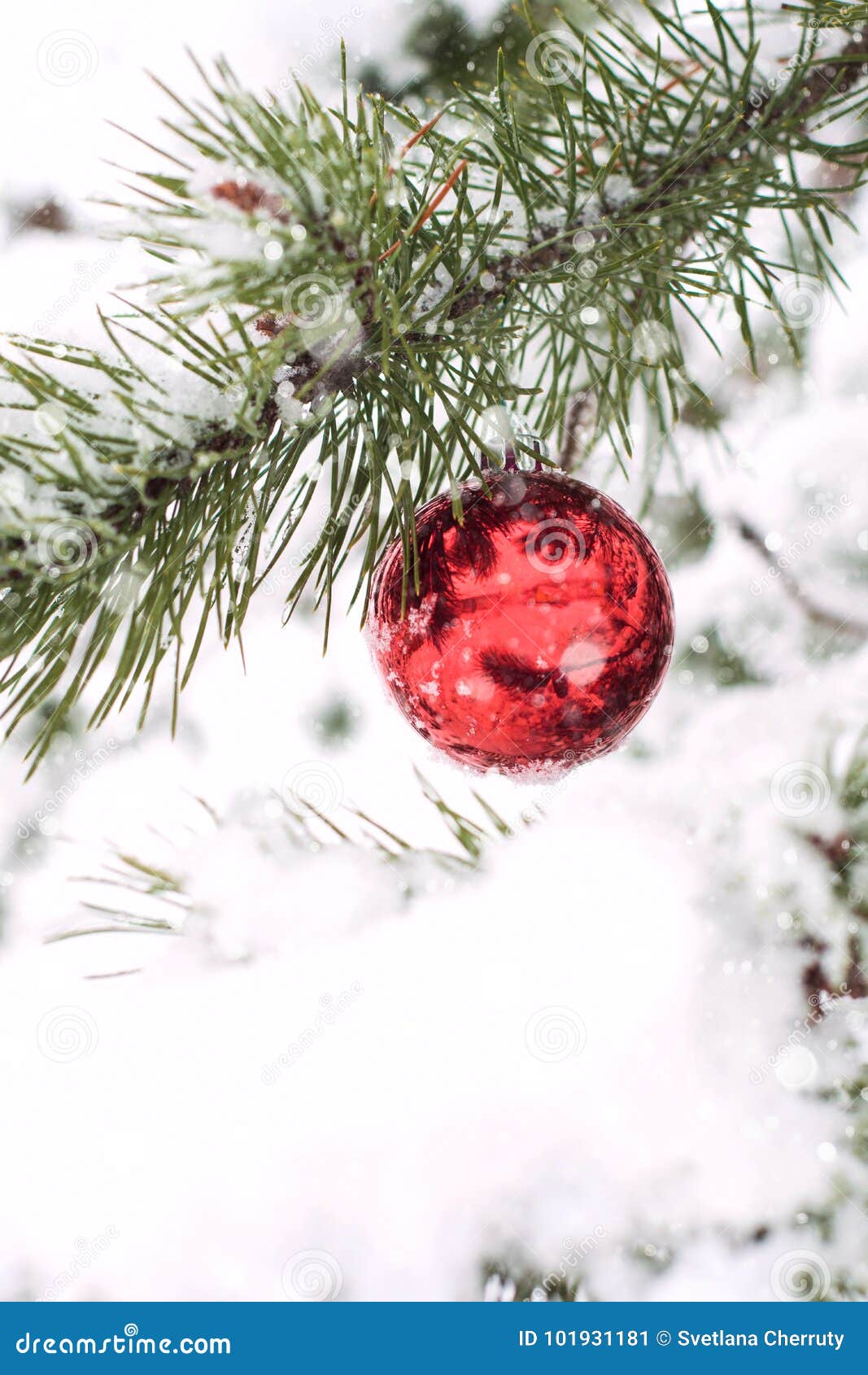 Christmas Red Balls on Pine Tree Branch Covered with Snow. Stock Image ...