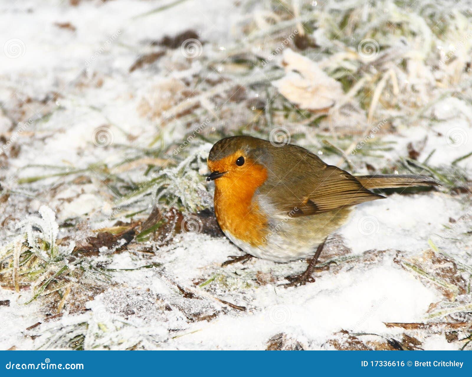 Christmas robin stock photo. Image of redbreast, winter - 17336616