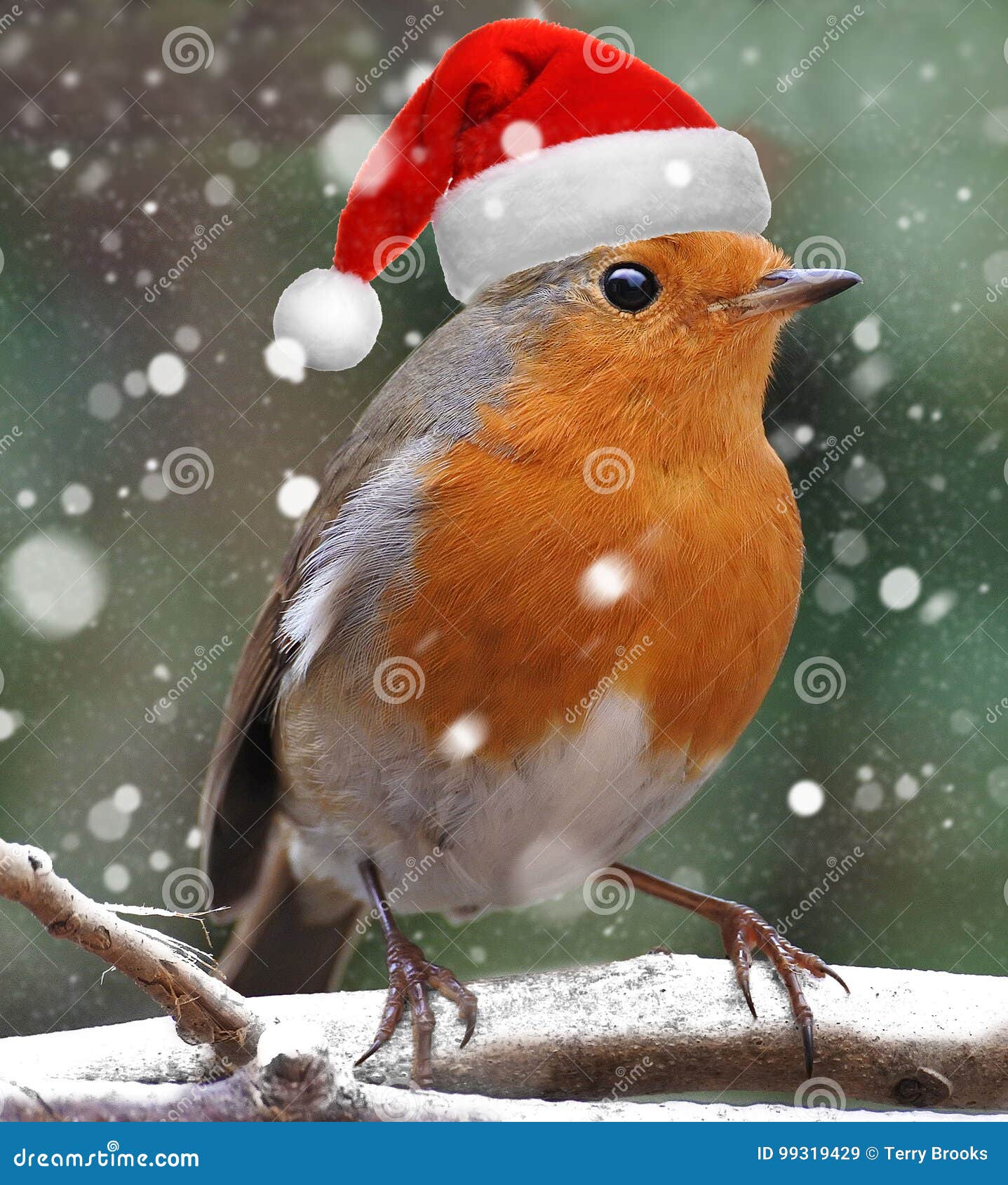 Christmas Robin Dressed As Santa Claus Stock Image - Image of claws ...