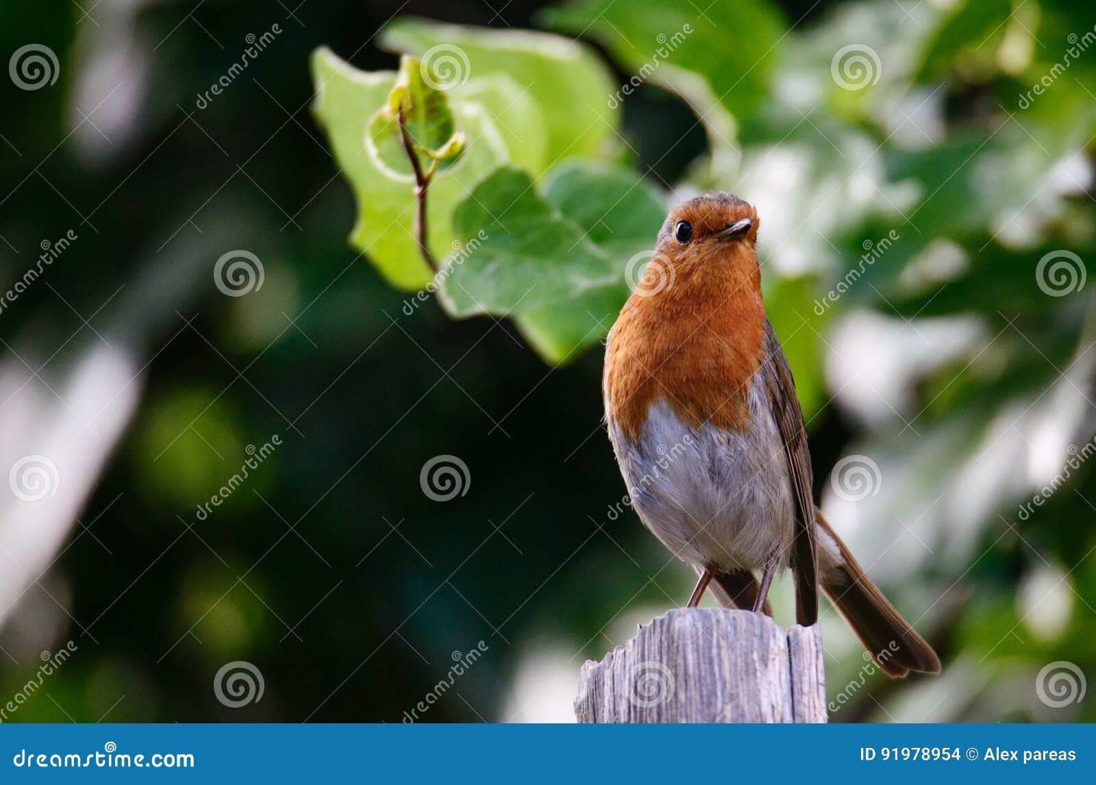 Christmas Robin Perched on Fence Stock Photo - Image of nature, bird ...