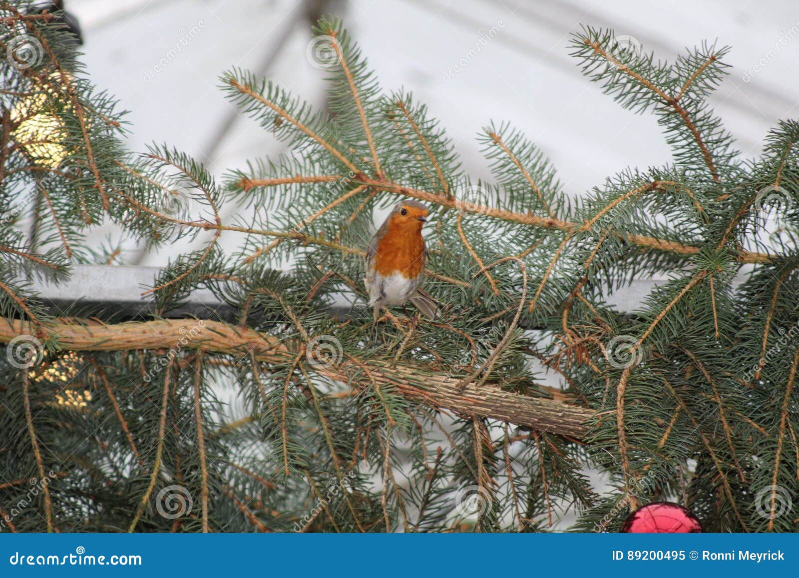 Christmas Robin stock image. Image of widlife, birds - 89200495