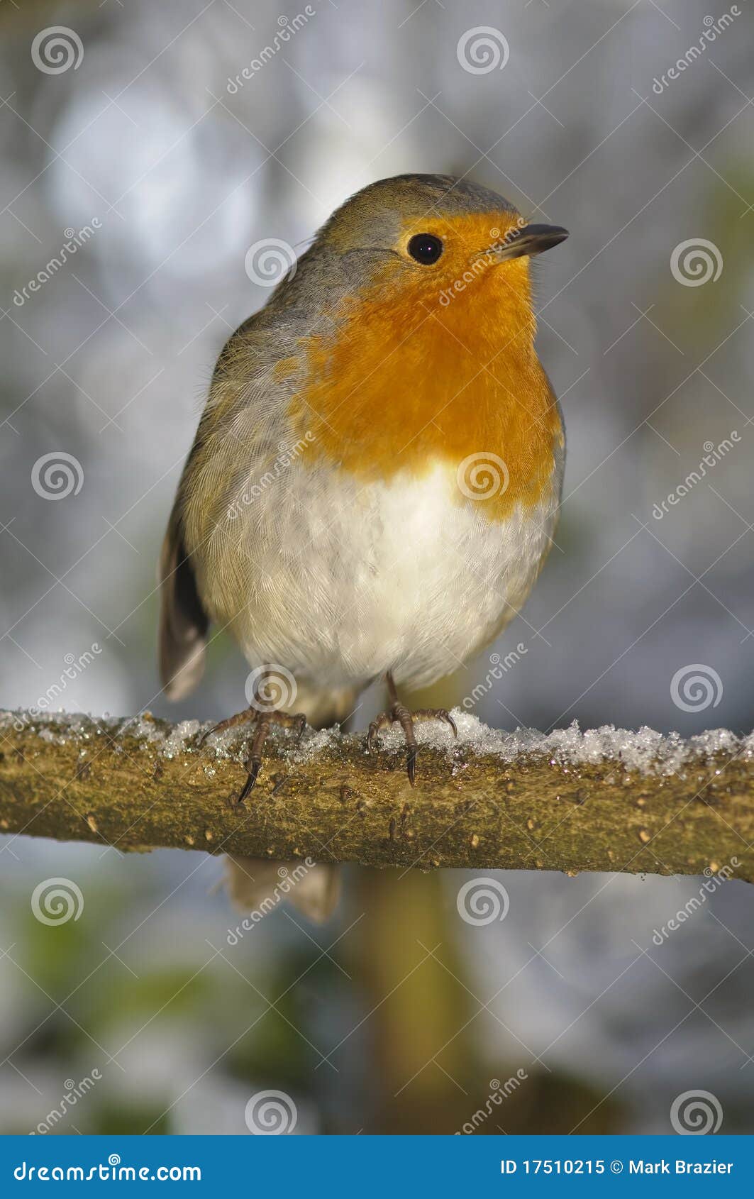 Christmas Robin Sat on Snowy Perch Stock Image - Image of breast, bird ...