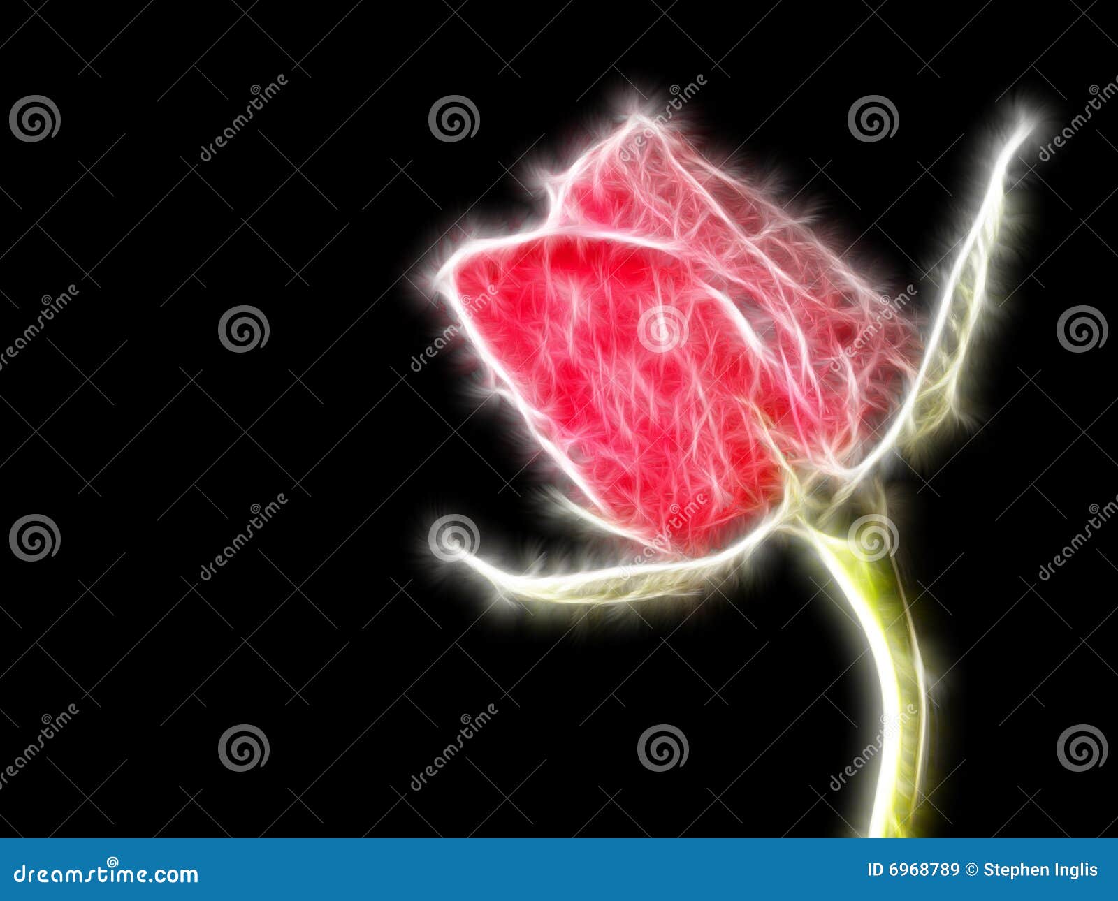 Christmas Rose stock image. Image of backgrounds, roses - 6968789