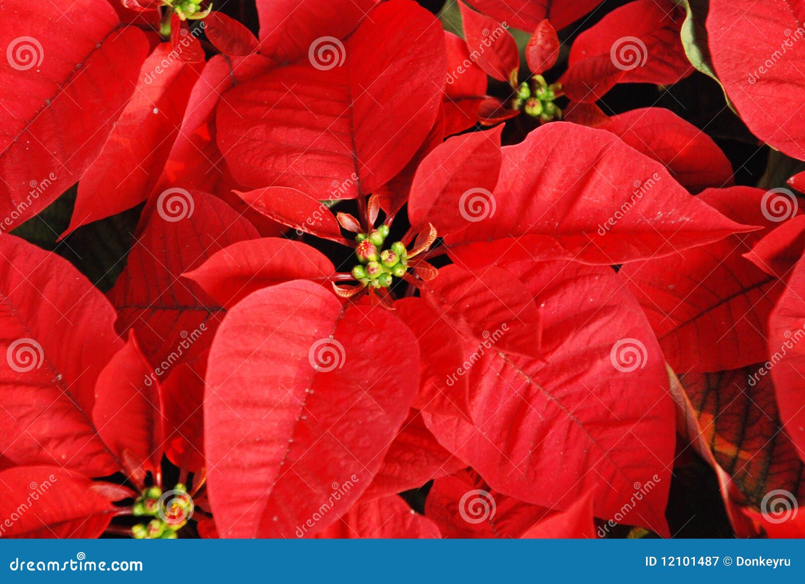 Christmas rose background stock image. Image of plant - 12101487