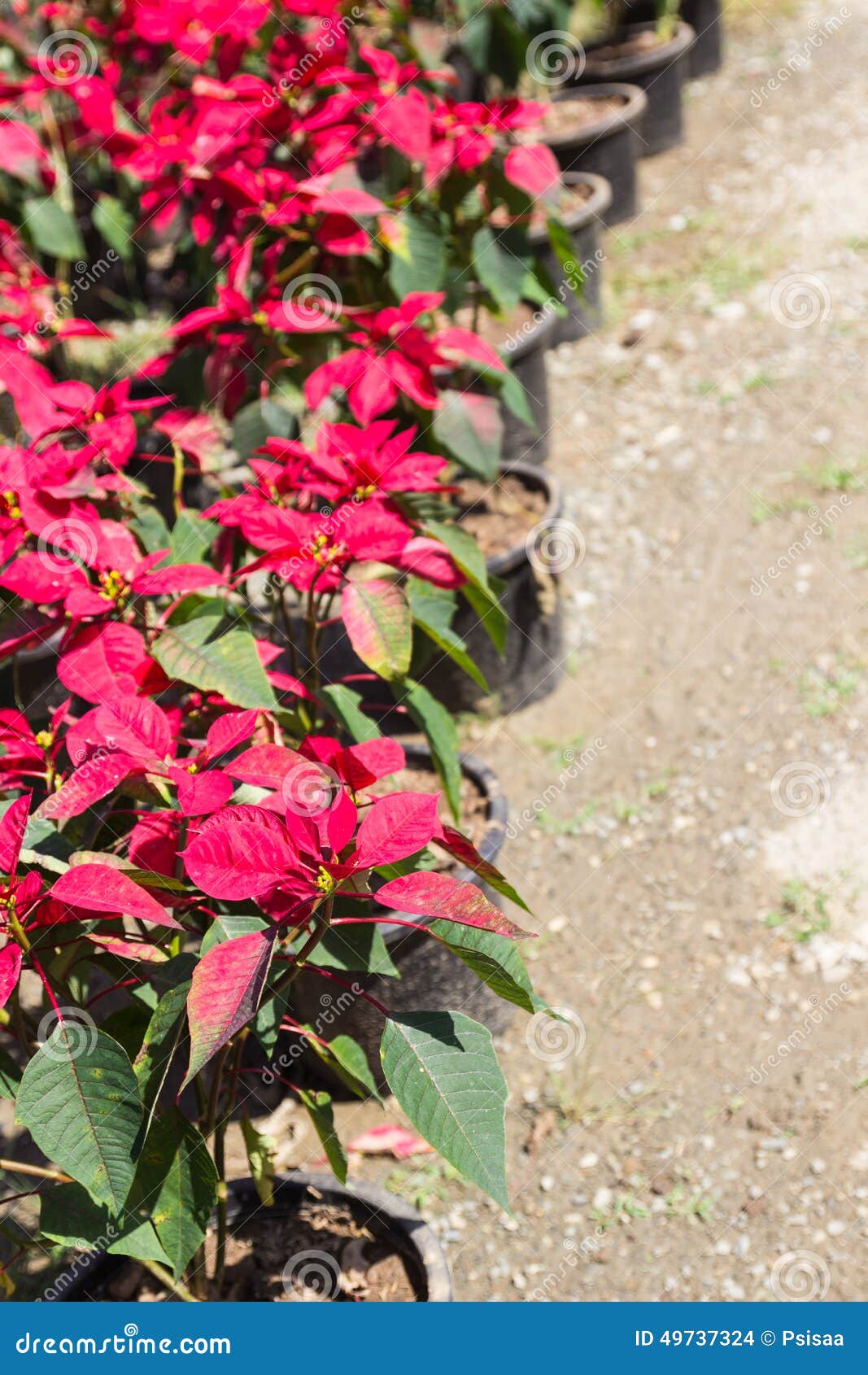 Christmas Rose or Poinsettia Tree Stock Photo - Image of symbol ...