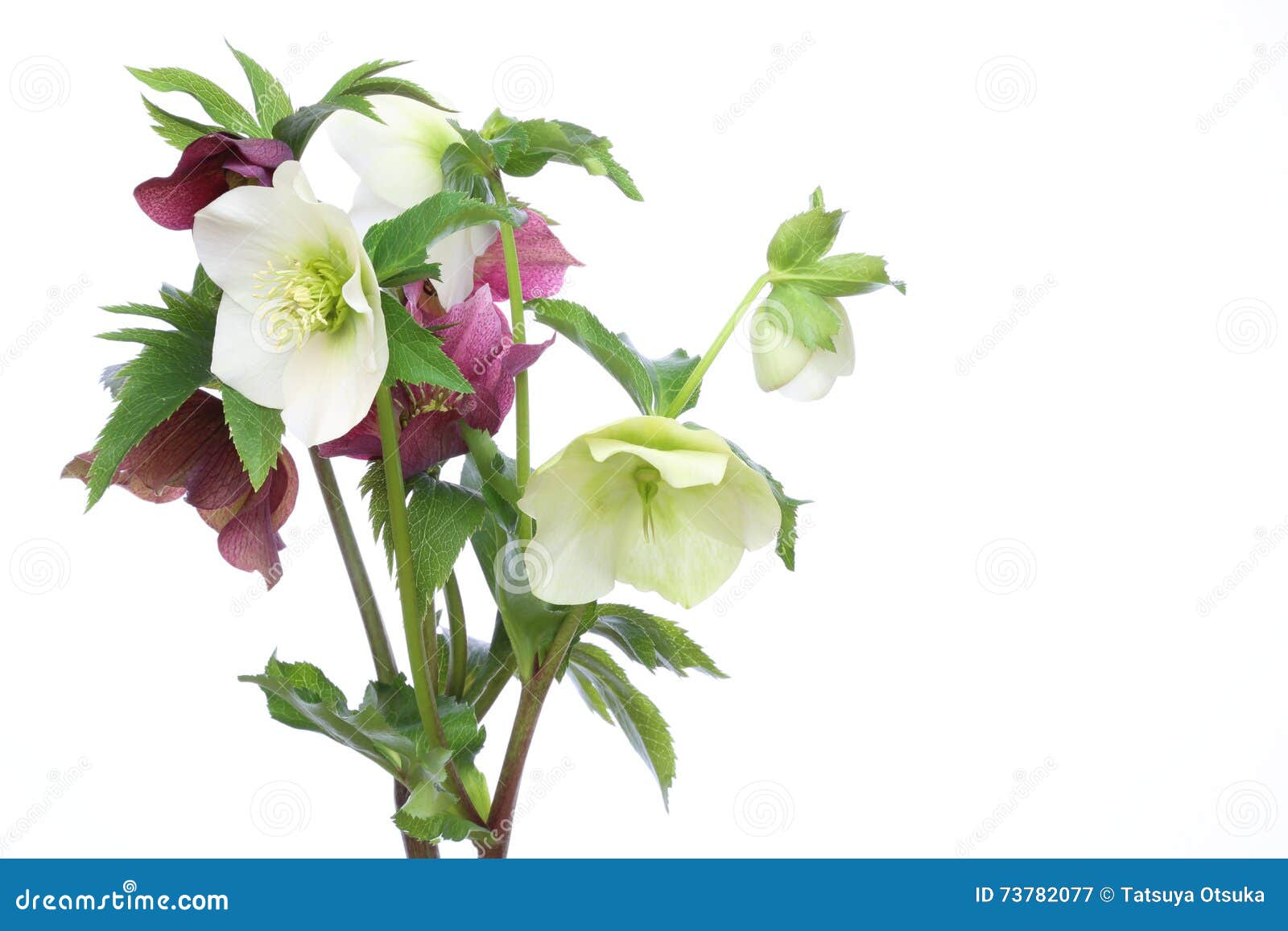 Christmas Rose in a White Background Stock Image - Image of christmas ...