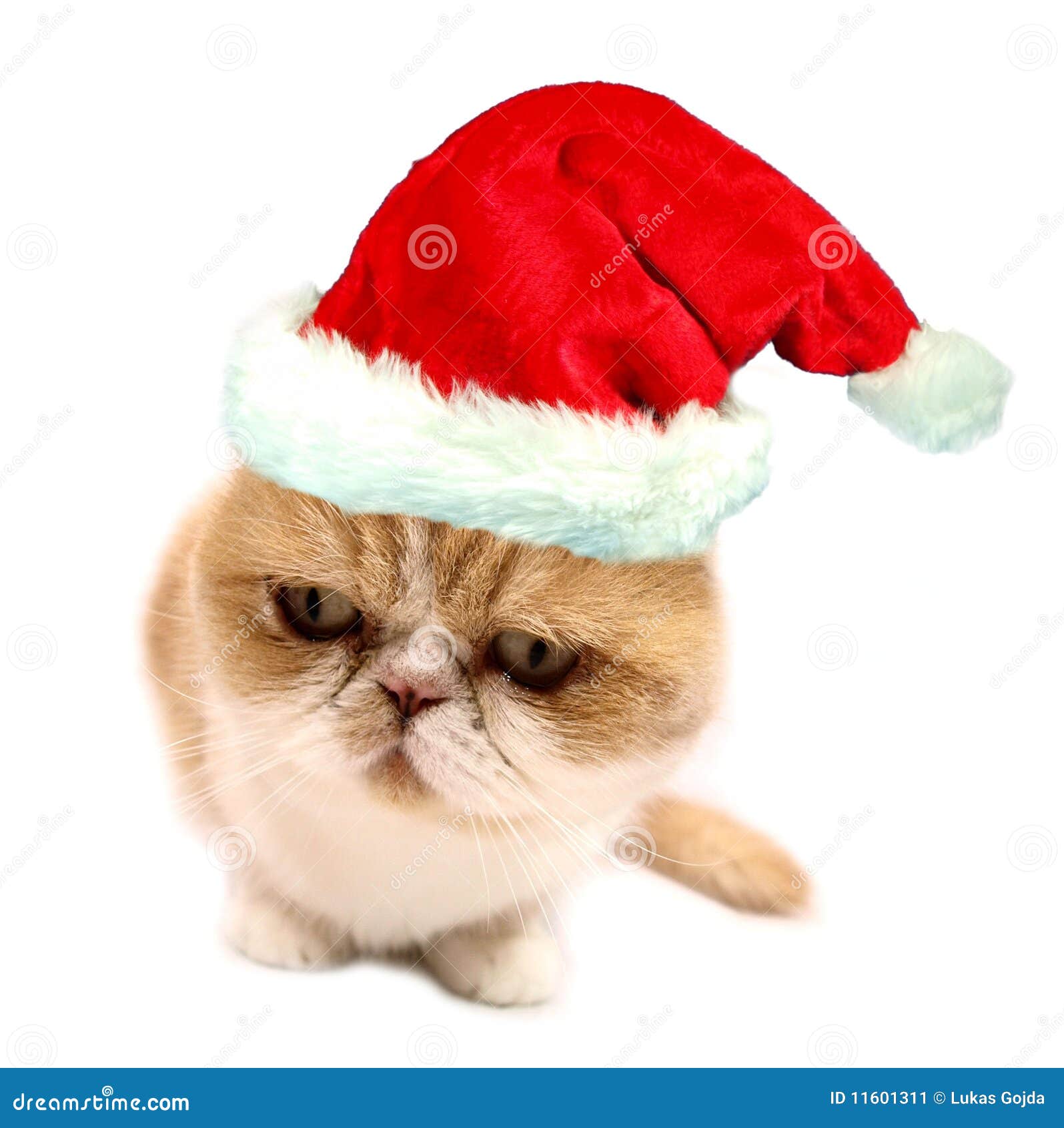 Christmas santa cat stock image. Image of claws, holiday - 11601311