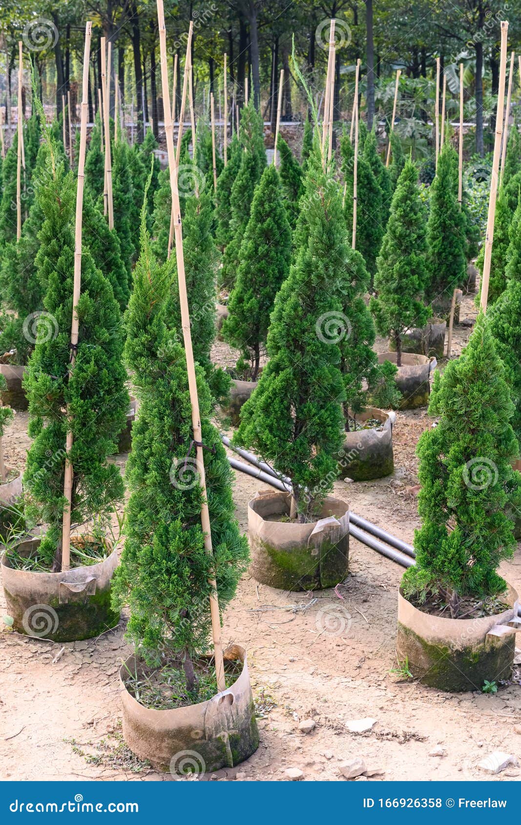 Christmas Shape Small Trees on the Filed Vertical Composition Stock ...