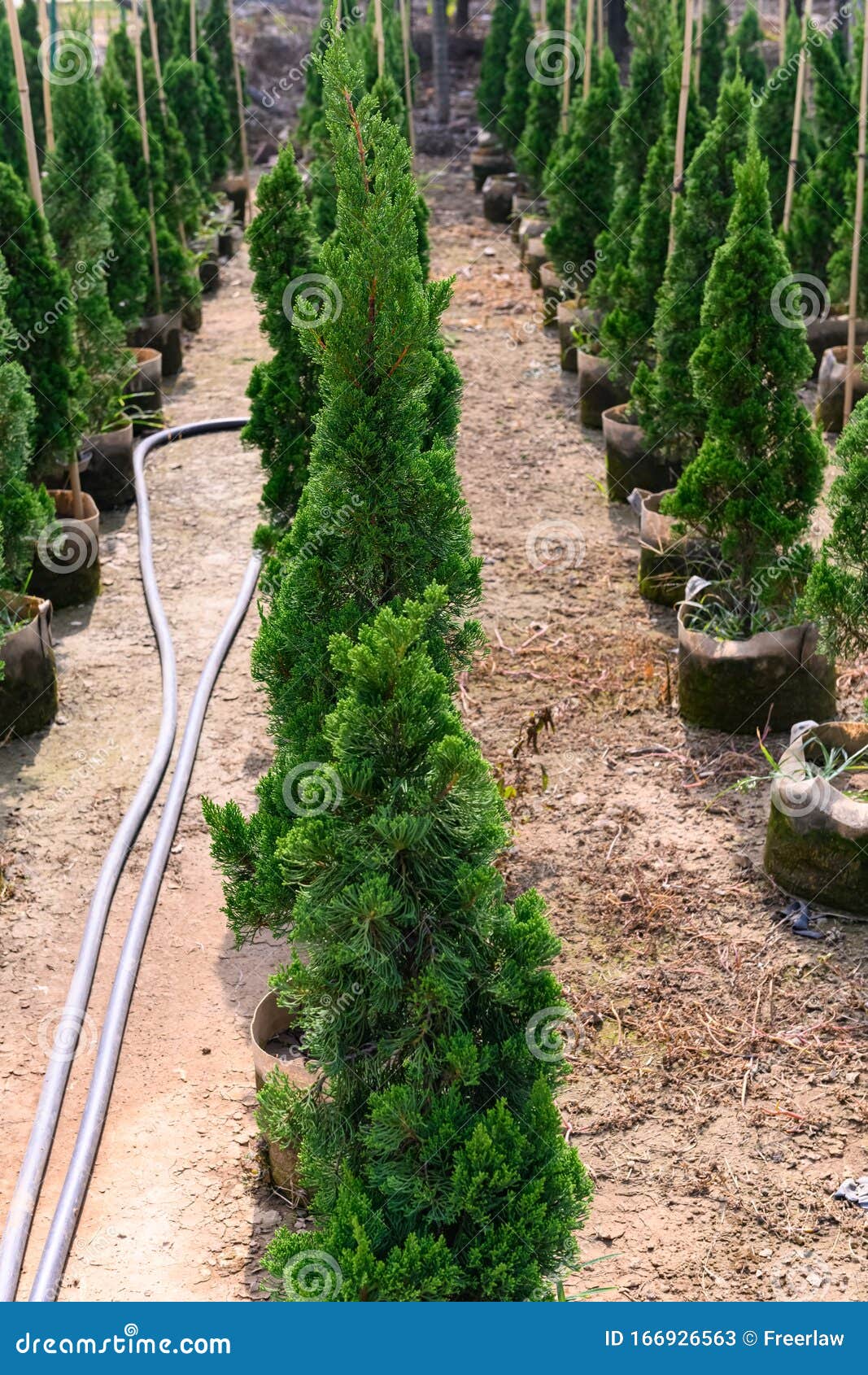 Christmas Shape Small Trees on the Filed Vertical Composition Stock ...