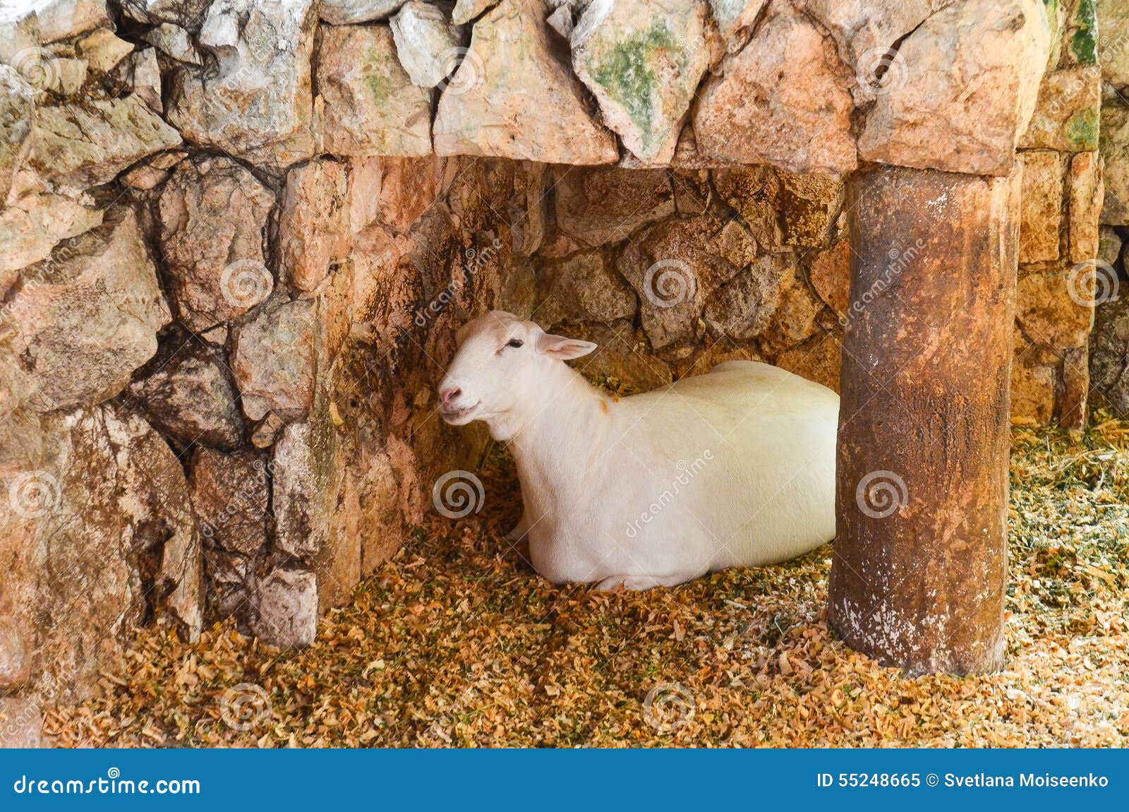 Christmas sheep stock image. Image of sheep, animal, white - 55248665