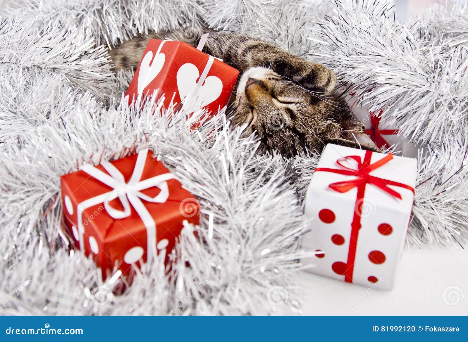 Christmas sleeping cat stock photo. Image of snow, holiday - 81992120