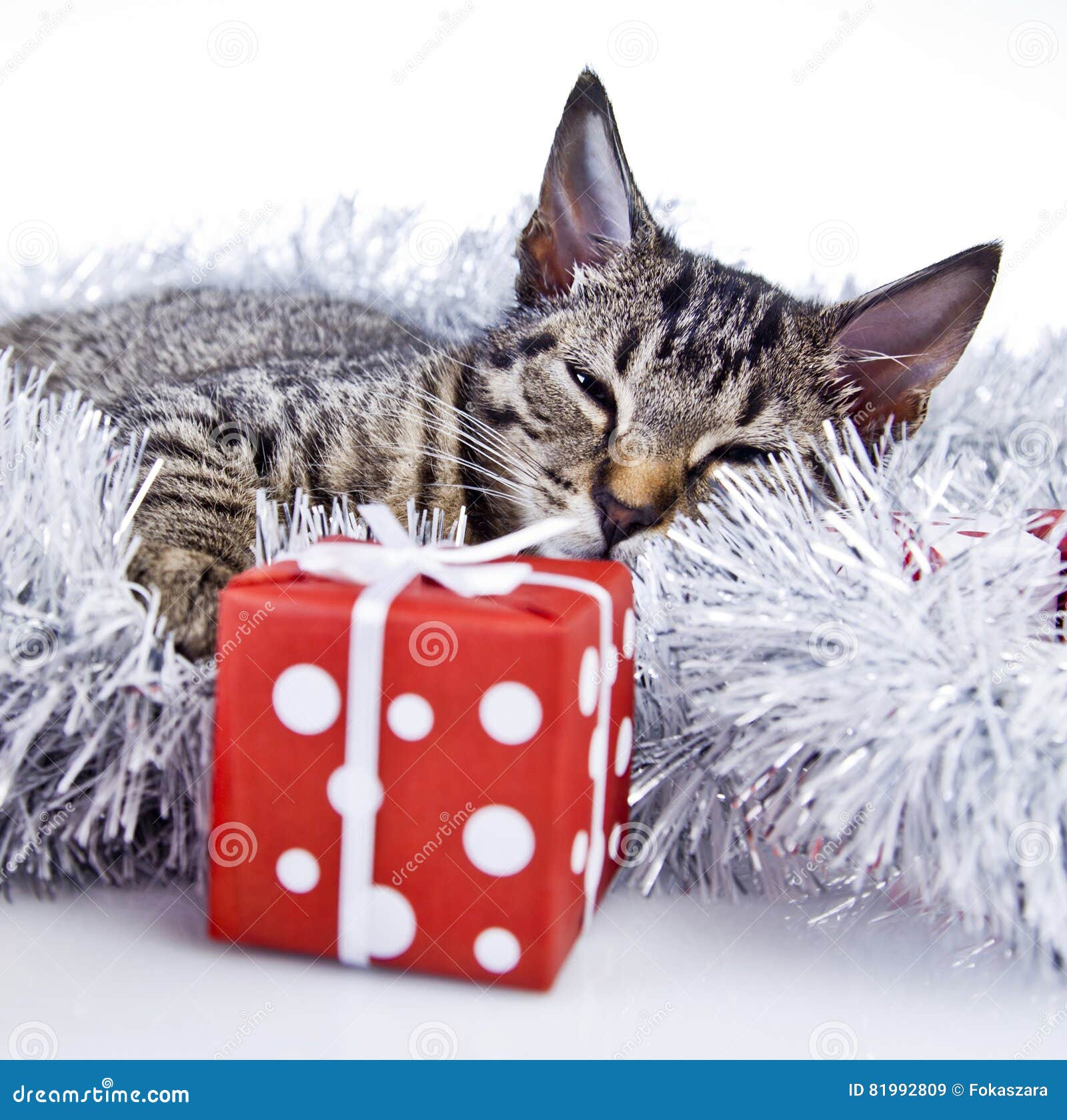 Christmas sleeping cat stock image. Image of card, sleeping - 81992809