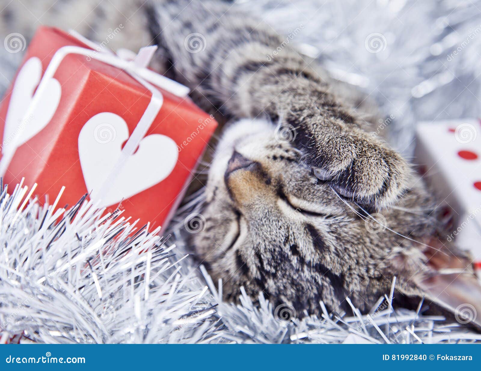 Christmas sleeping cat stock photo. Image of card, gift - 81992840