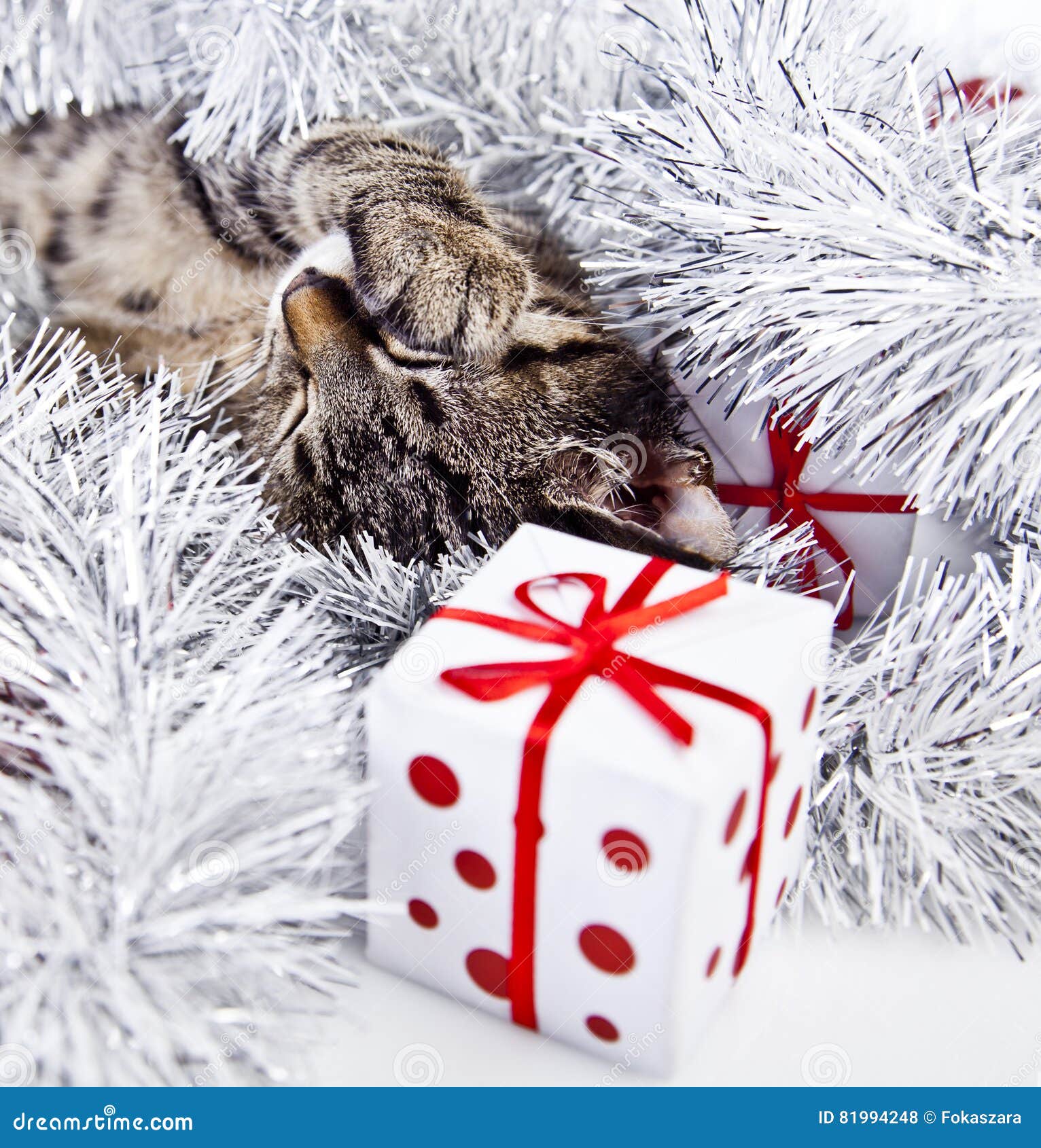 Christmas sleeping cat stock photo. Image of playing - 81994248