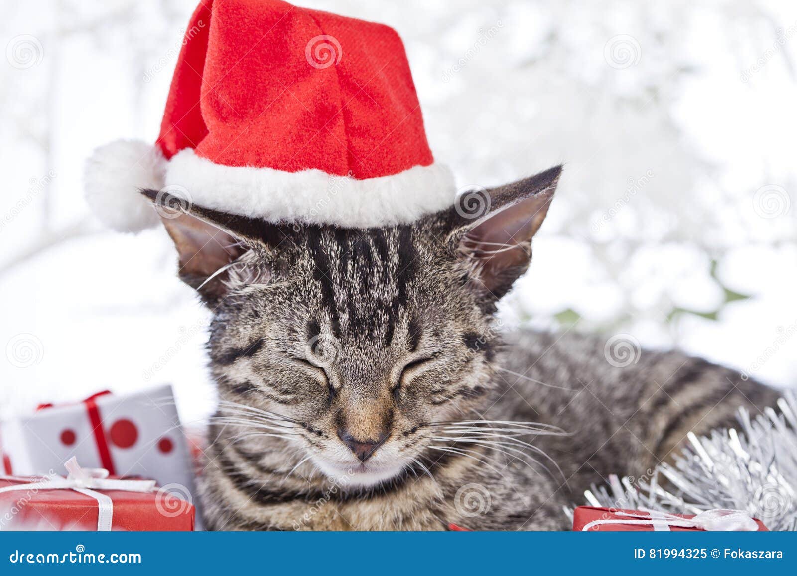 Christmas sleeping cat stock image. Image of ribbons - 81994325