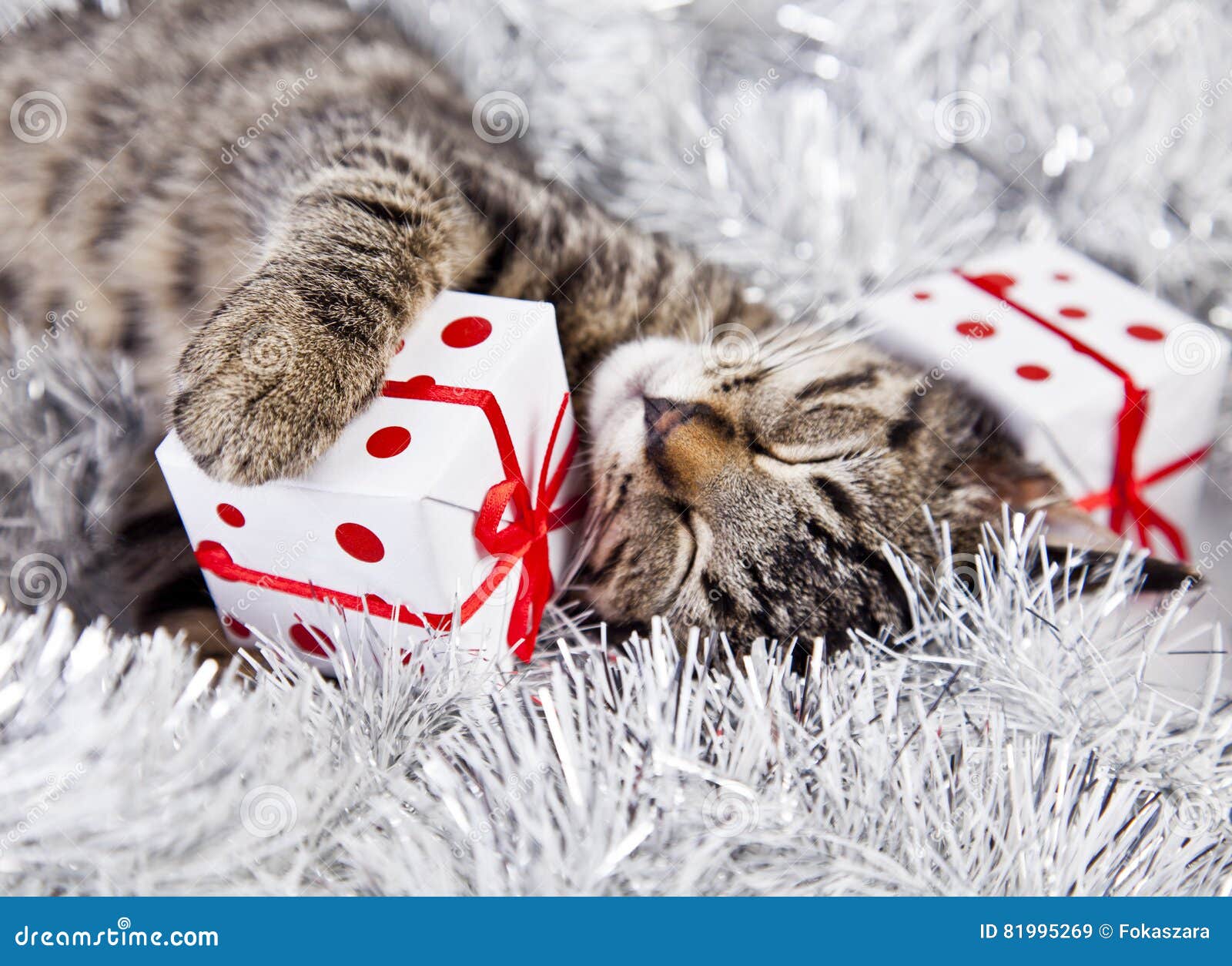 Christmas sleeping cat stock image. Image of decoration - 81995269
