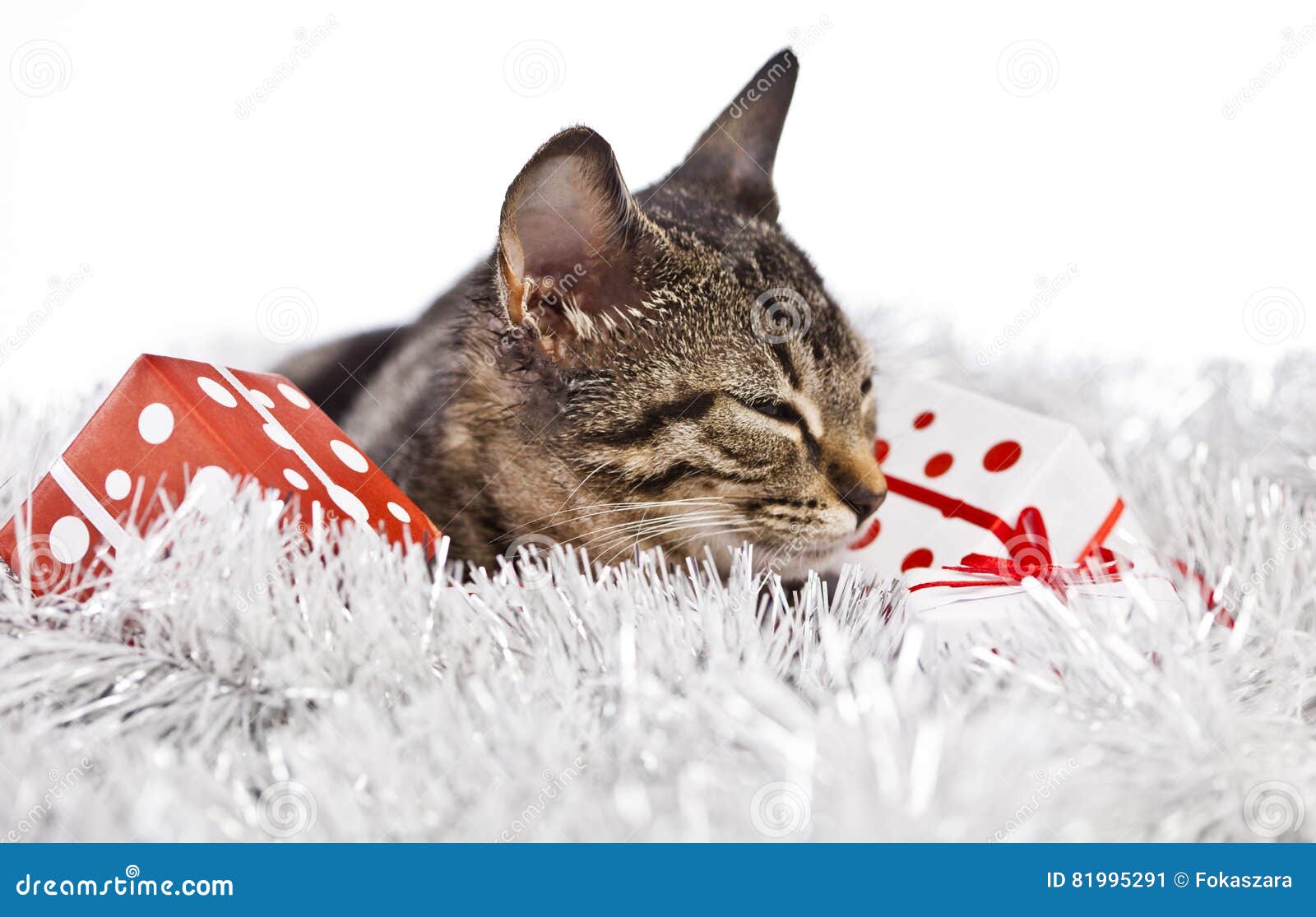 Christmas sleeping cat stock image. Image of dinner, mustaches - 81995291