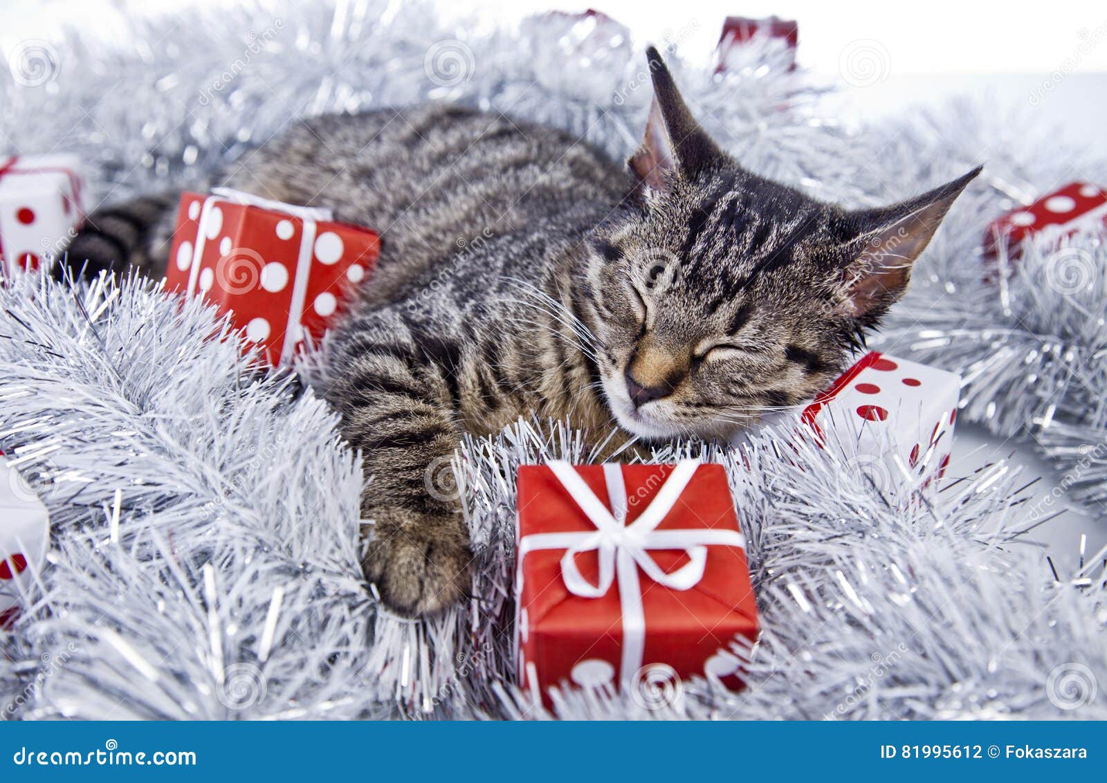 Christmas sleeping cat stock photo. Image of puppy, lights - 81995612