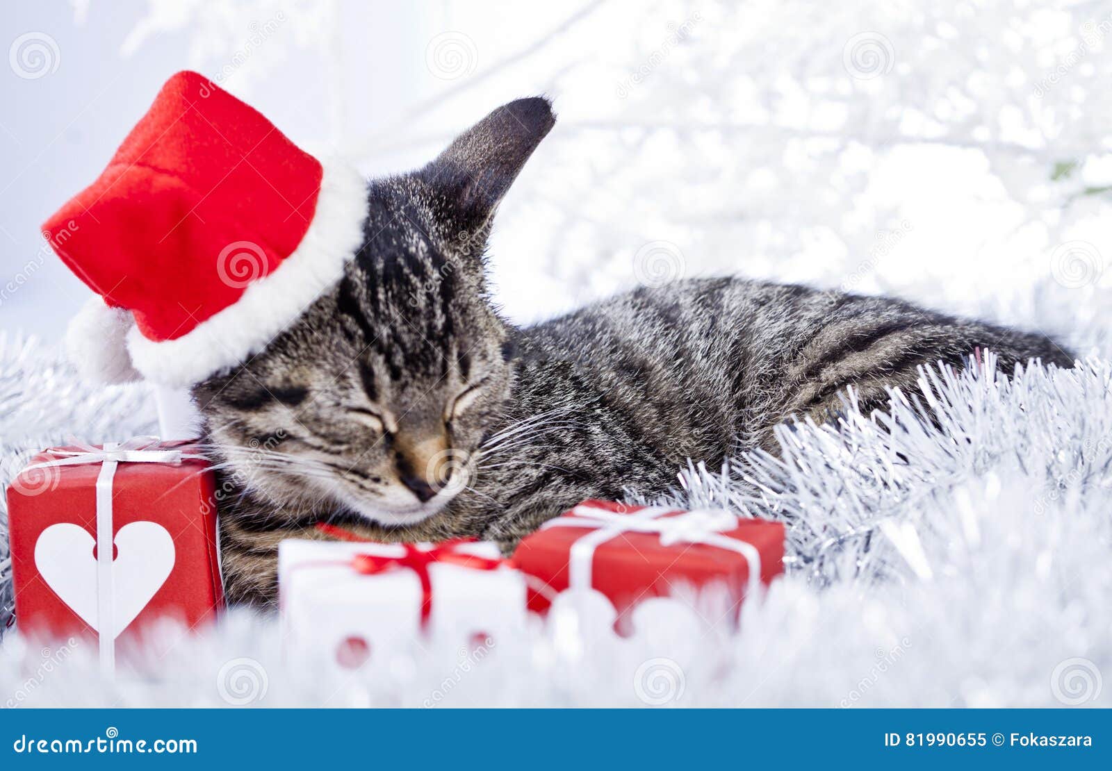 Christmas sleeping cat stock image. Image of silver, playing - 81990655