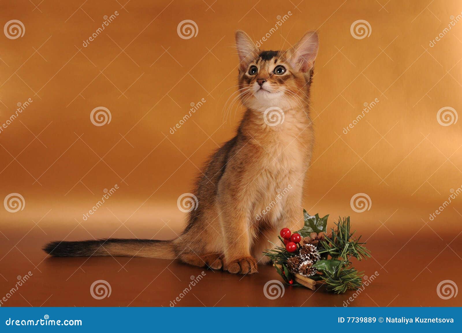 Christmas somali kitten stock image. Image of pine, look - 7739889