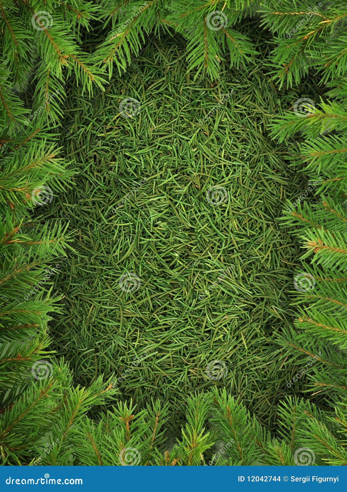 Christmas spruce texture stock photo. Image of nature - 12042744