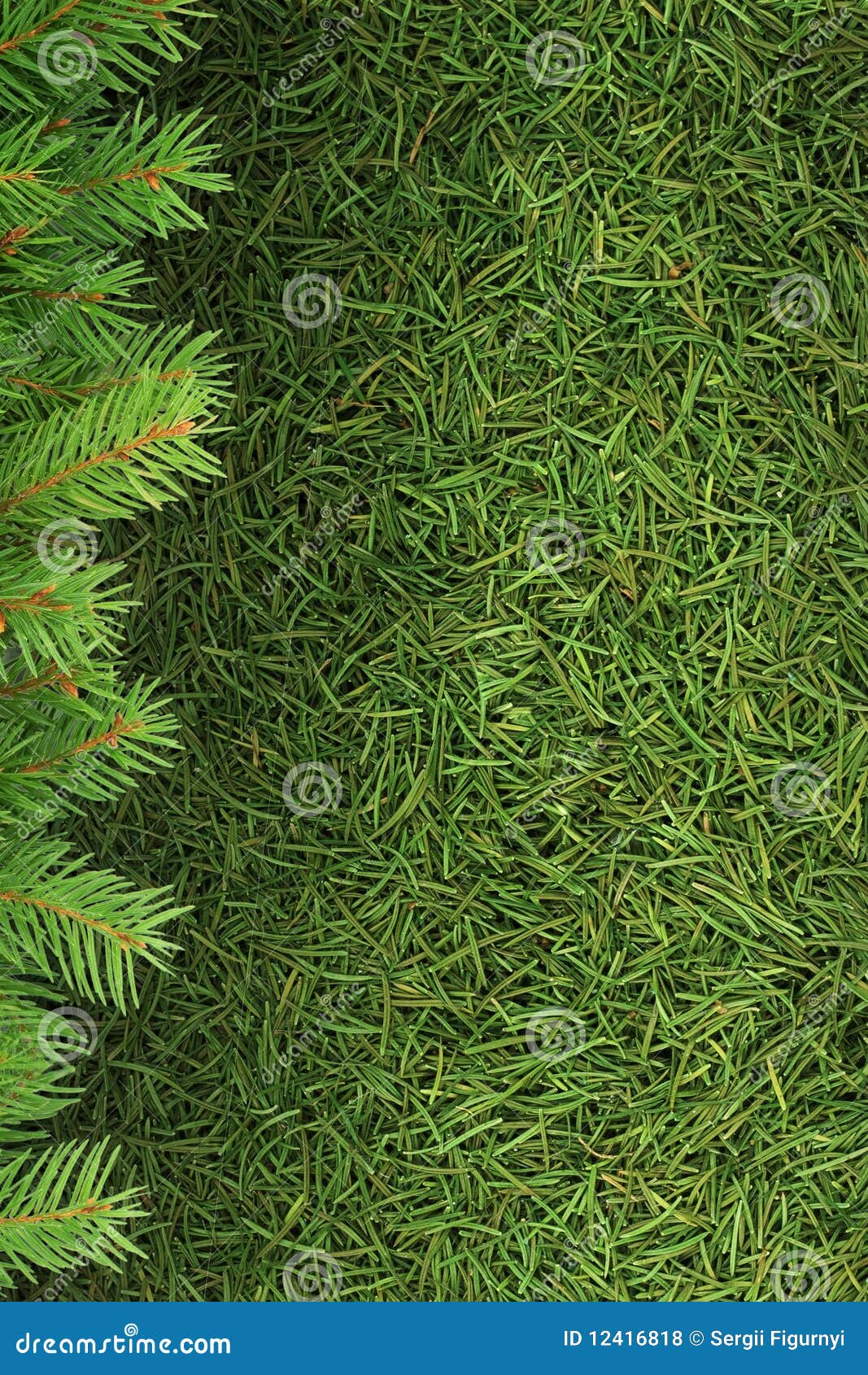 Christmas spruce texture stock photo. Image of texture - 12416818